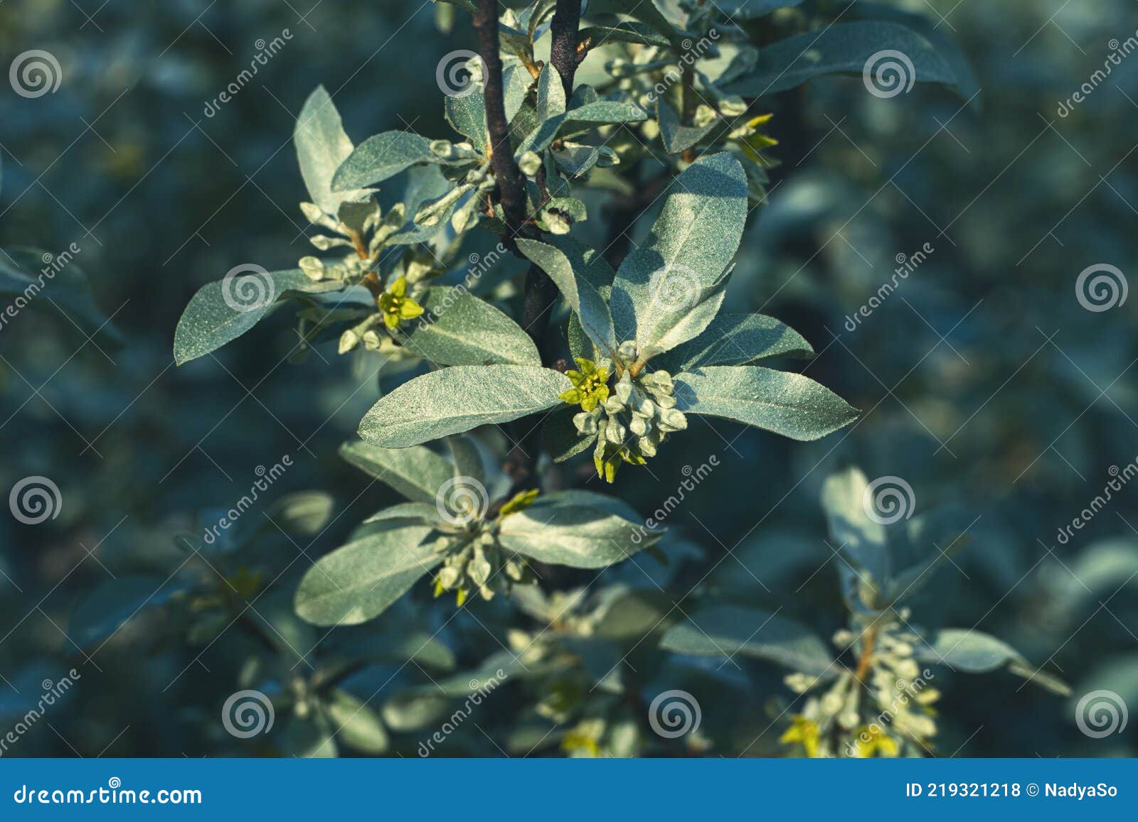 Elaeagnus Commutata - Silverberry, Silver Elaeagnus, Wolf Willow ...