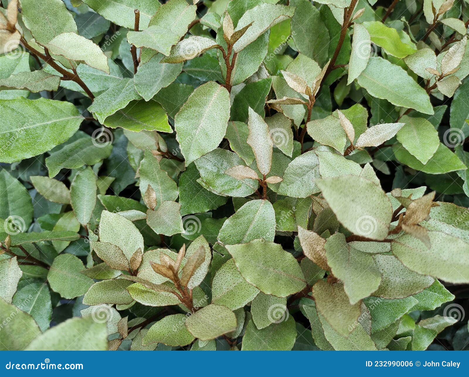 Elaeagnus X Ebbingei `Compacta` Stock Photo - Image of silvery ...