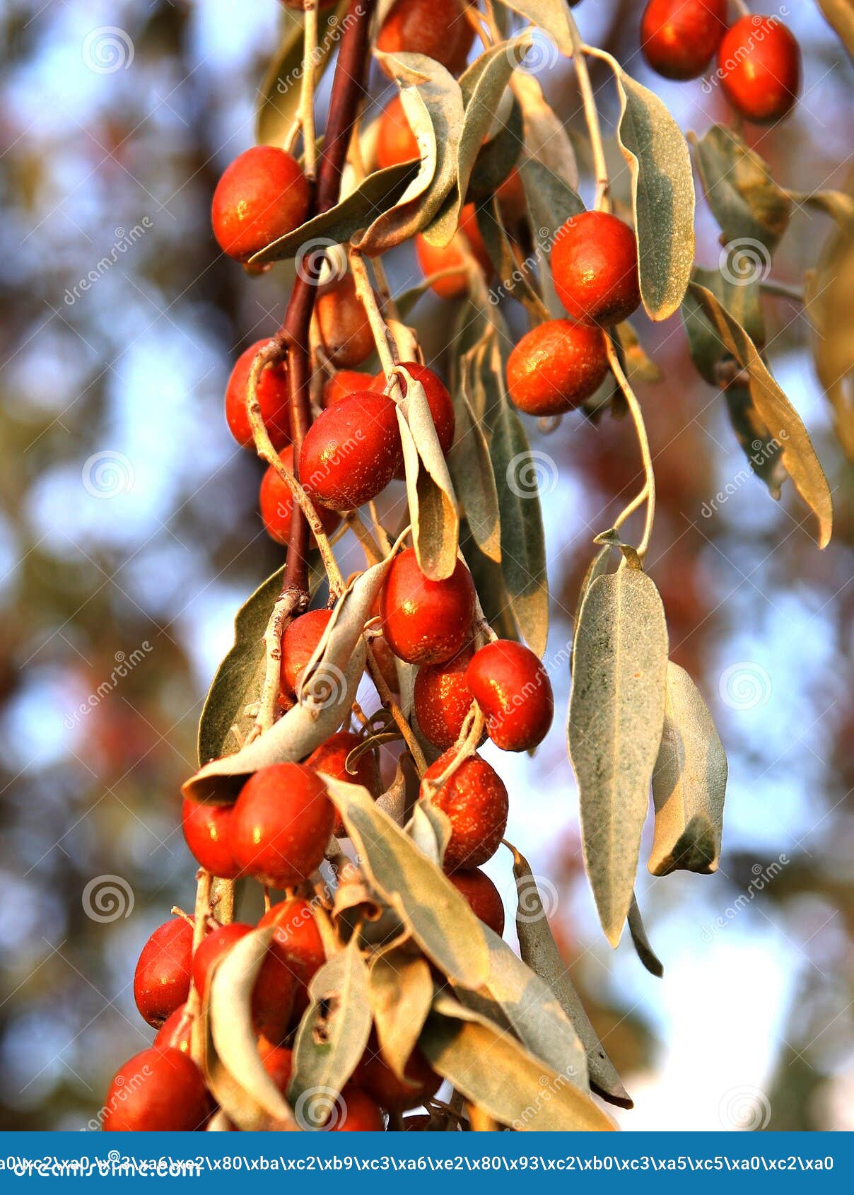 Elaeagnus fruit stock image. Image of fruits, oval, brownish - 6705059