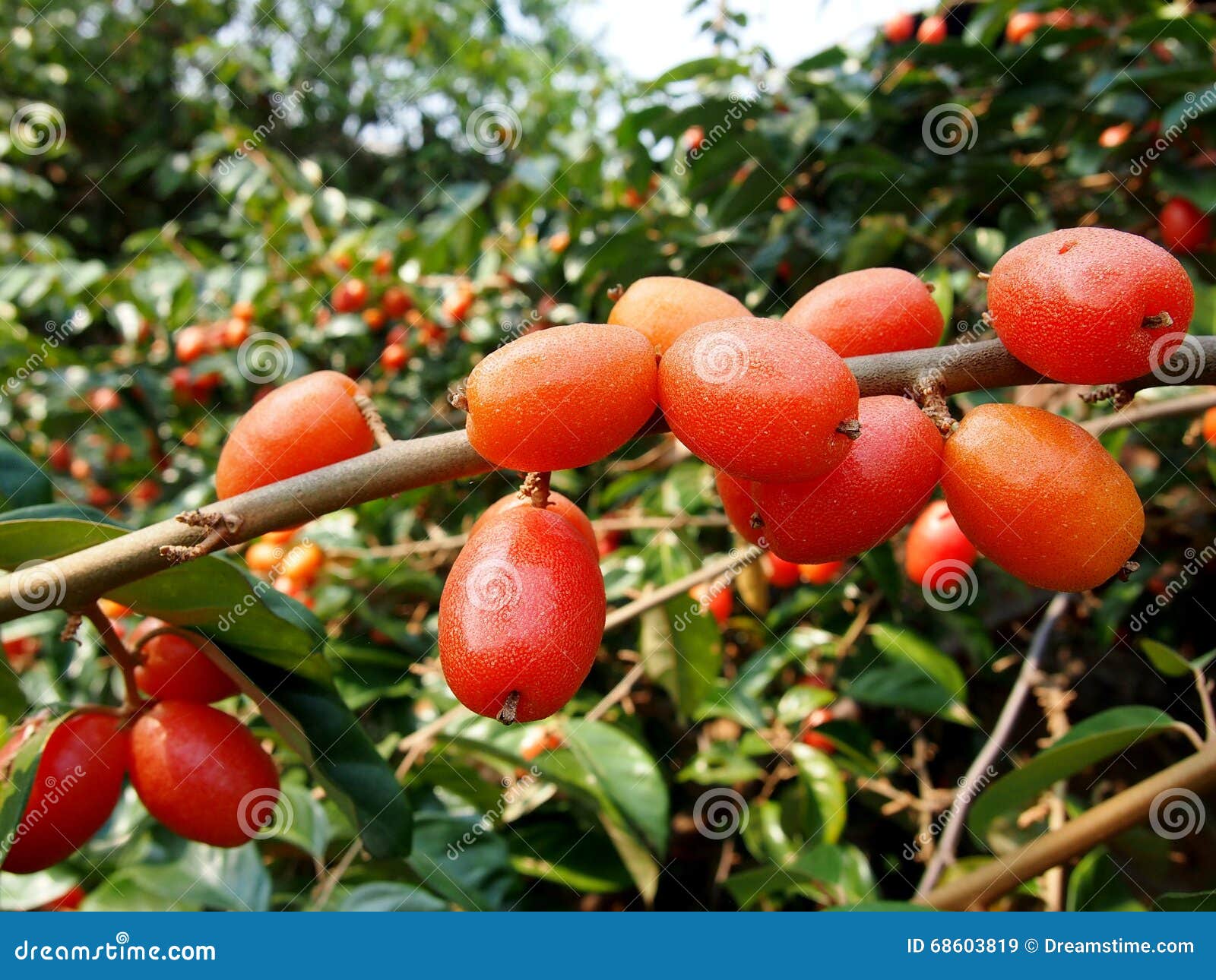 Elaeagnus Latifolia-Red Fruit Stock Image - Image of orange, fruit ...