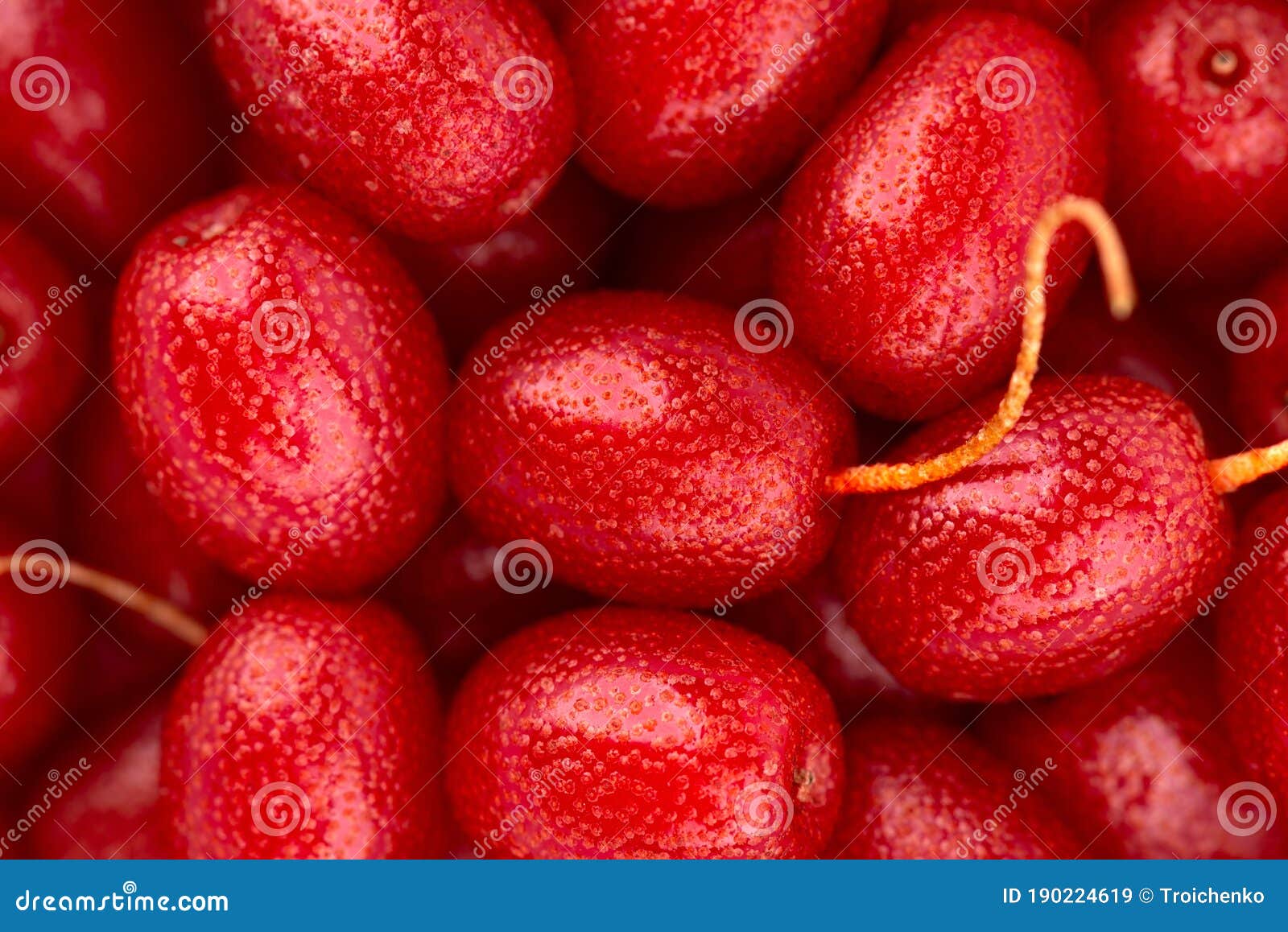 Elaeagnus Multiflora Background. Cherry Elaeagnus, Cherry Silverberry ...