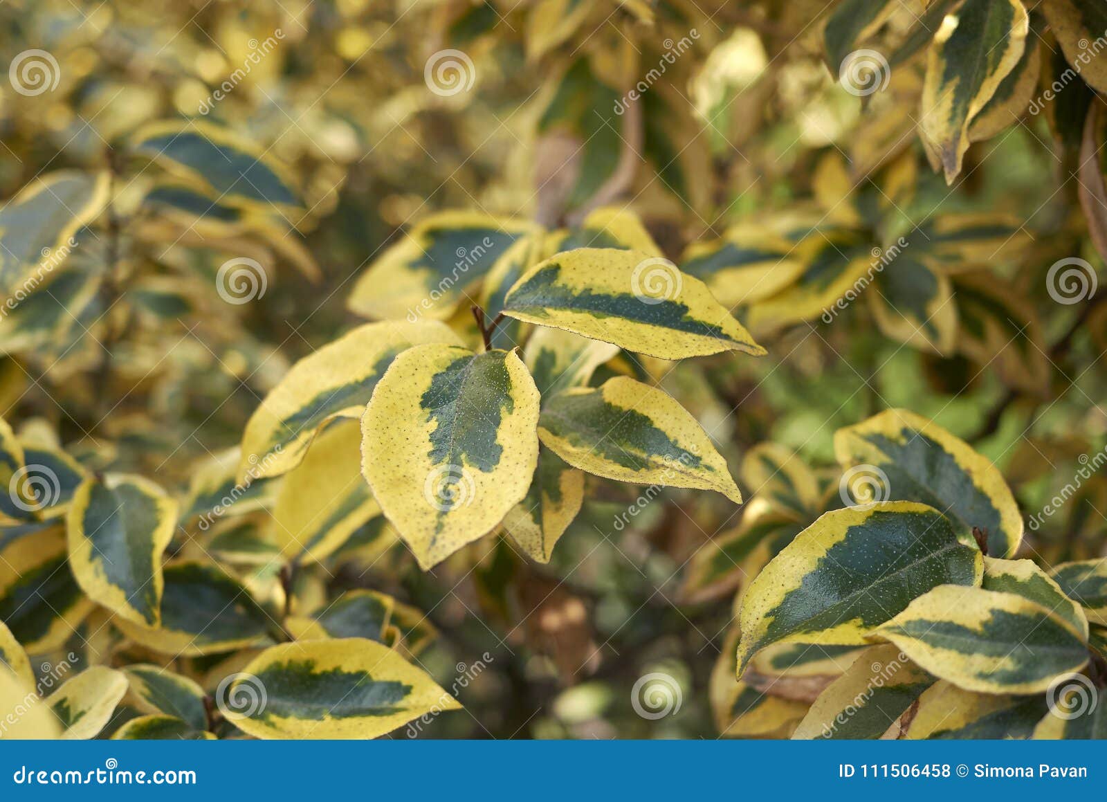 Elaeagnus Pungens Maculata Branch Stock Photo - Image of branch ...