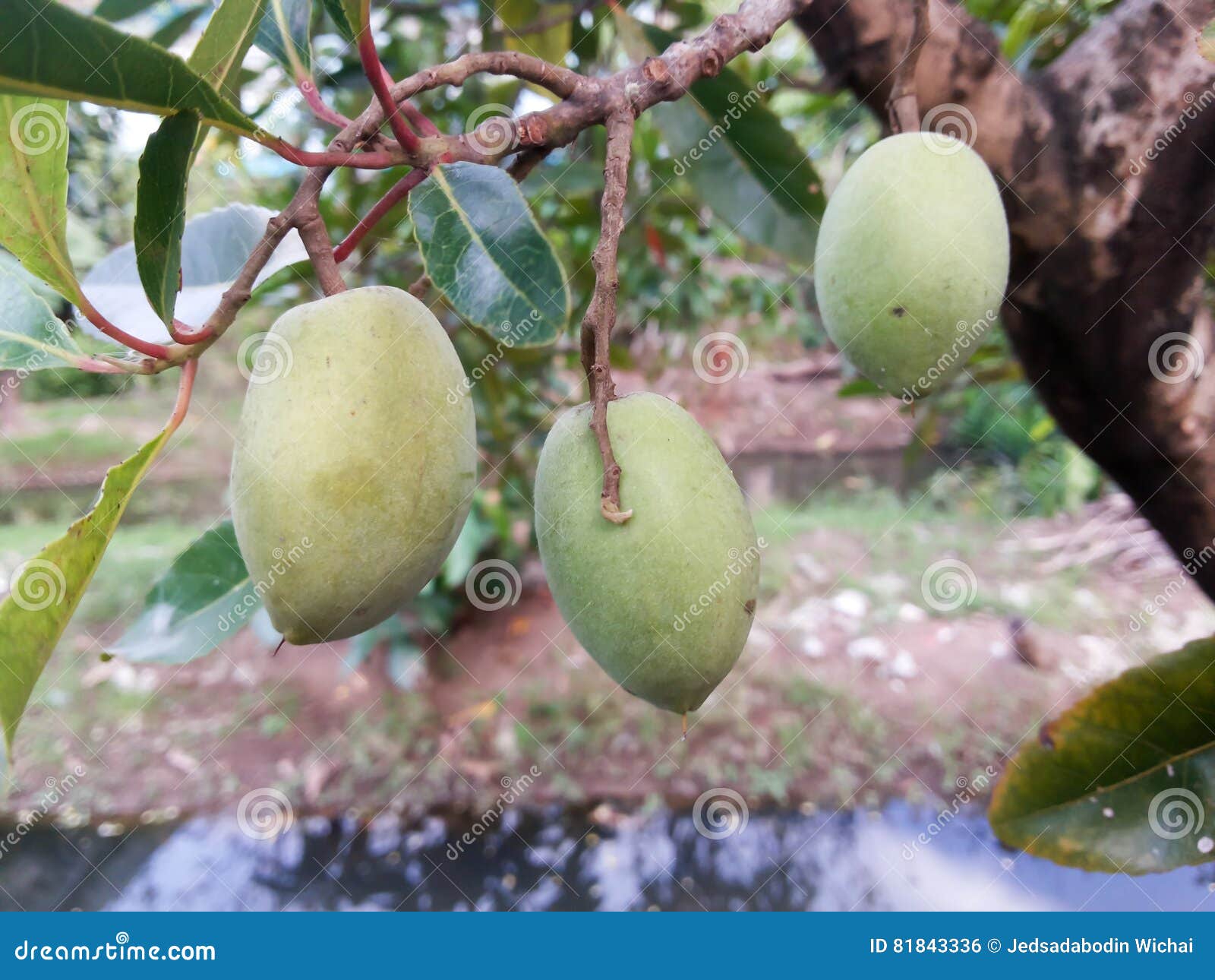 Elaeocarpus fruit stock photo. Image of seed, texture - 81843336