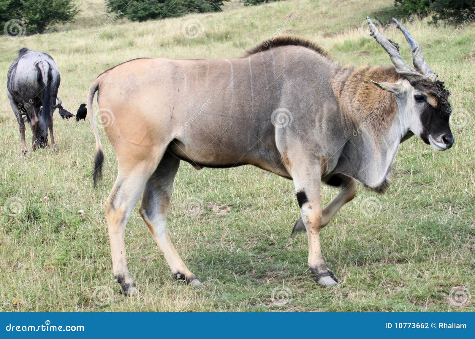 Elan 2 stock photo. Image of mammal, elan, cattle, bovine - 10773662