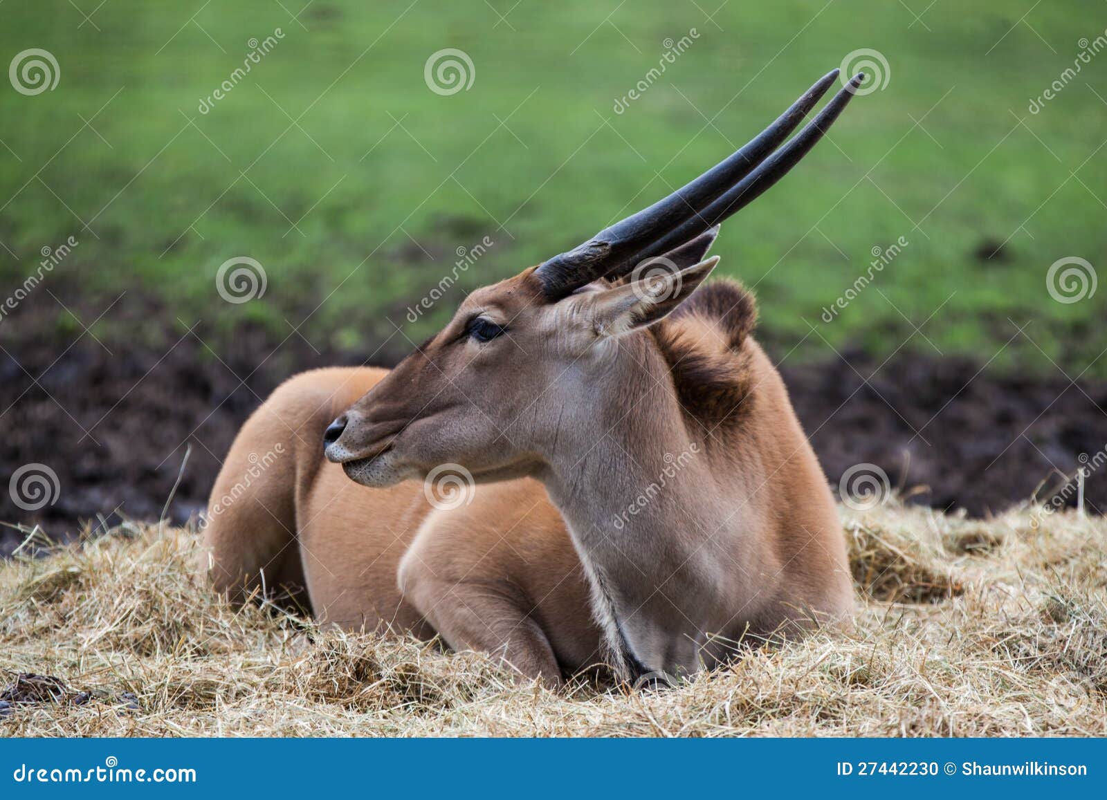 Elan stock photo. Image of savanna, safari, eland, mammal - 27442230