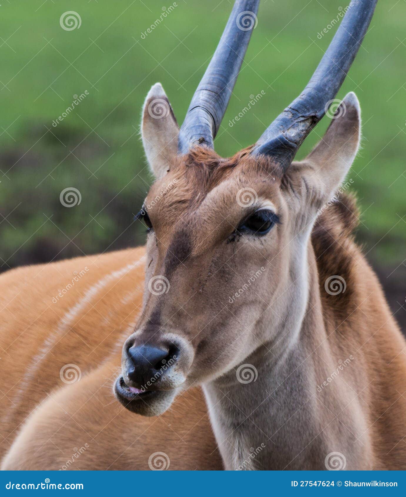 Elan stock photo. Image of reserve, nature, africa, animal - 27547624
