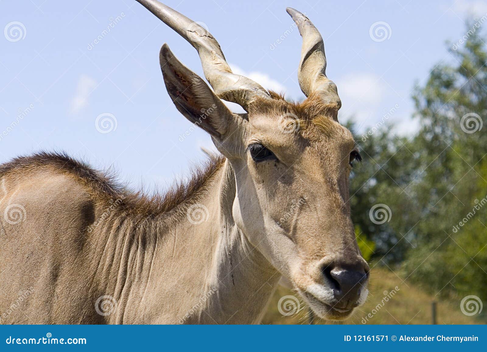 Eland stock image. Image of park, nature, environmental - 12161571
