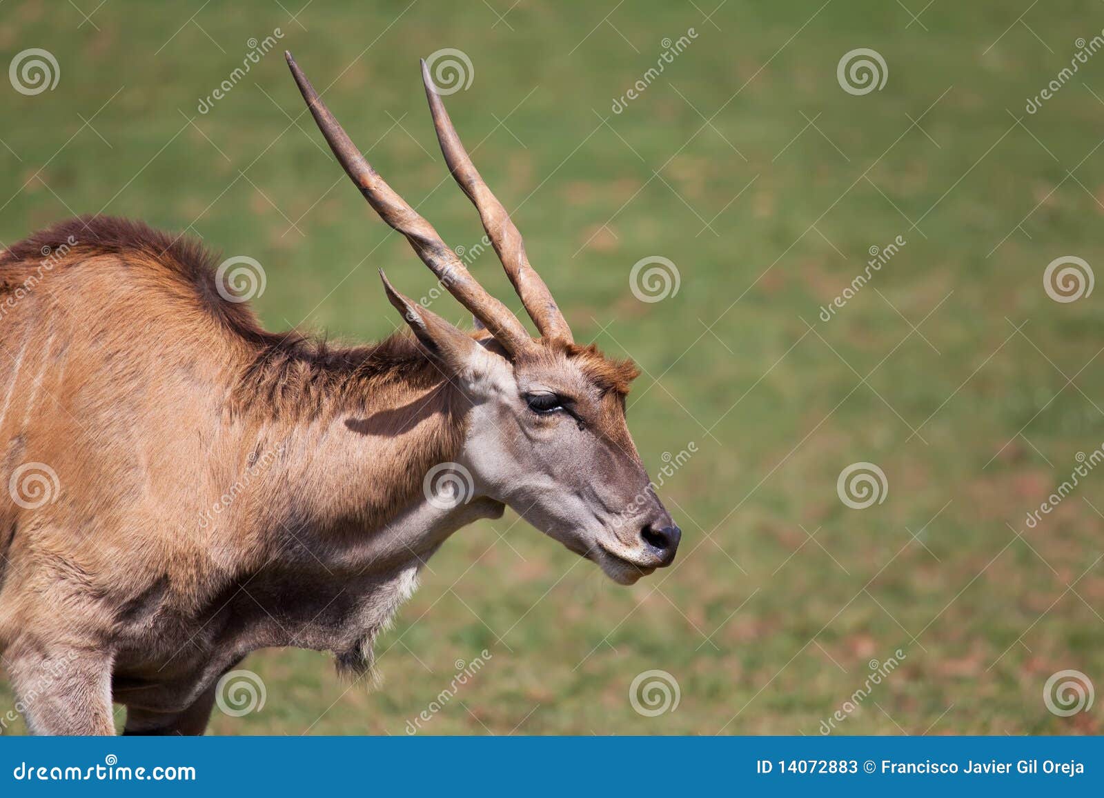 Eland imagen de archivo. Imagen de ojos, verde, patria - 14072883
