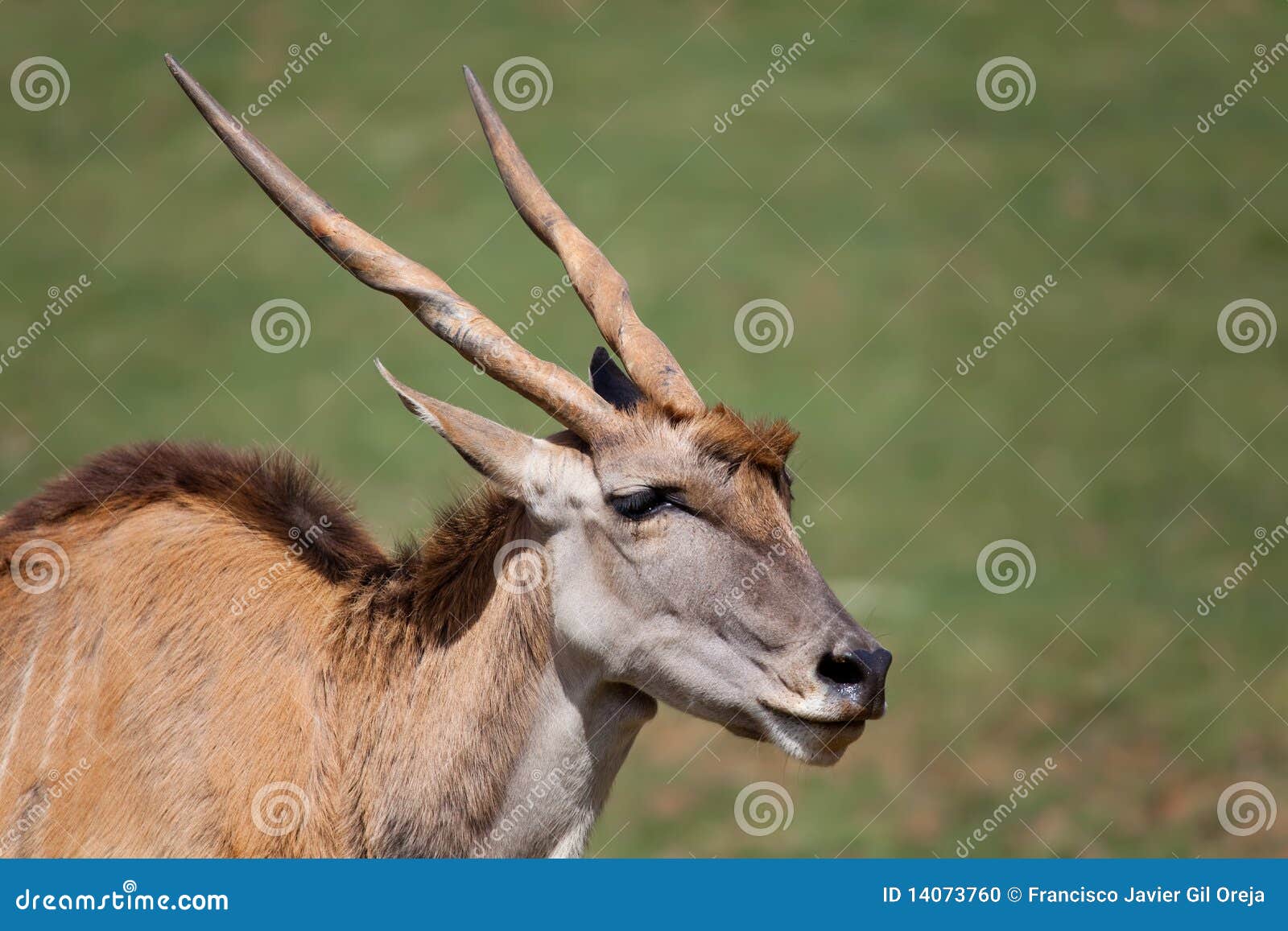 Eland stock photo. Image of nature, snout, sunny, animal - 14073760