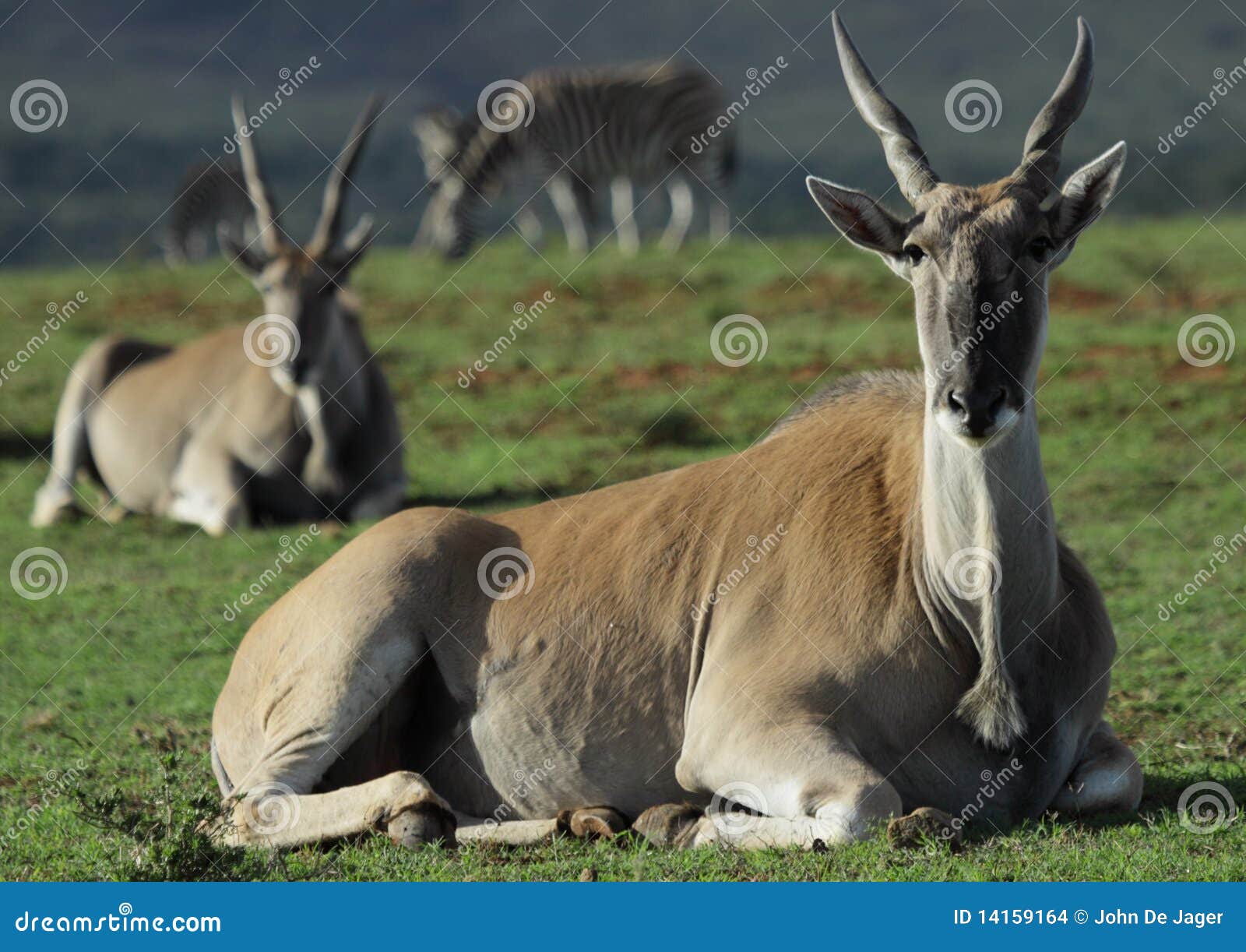 Eland stock photo. Image of wildlife, antelope, zebra - 14159164