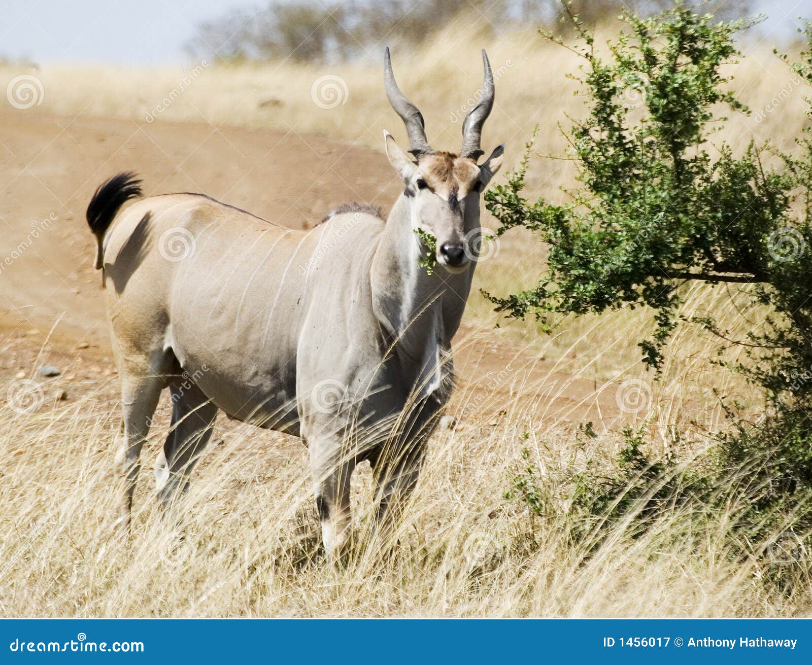 Eland stock image. Image of kenya, masai, mammal, ungulate - 1456017
