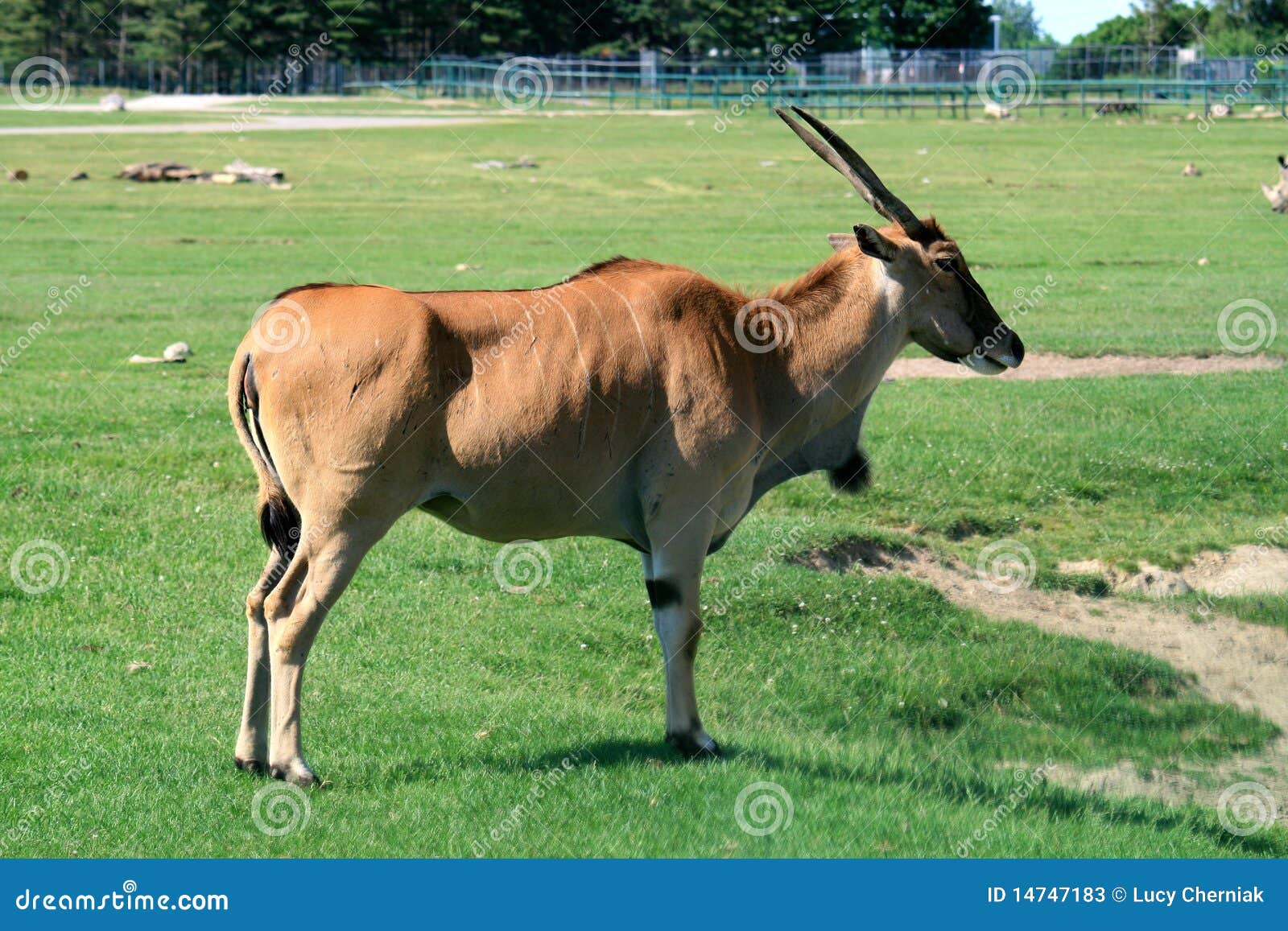 Eland stock image. Image of landscape, place, eland, nature - 14747183