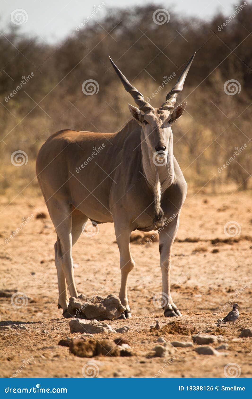 Eland stock photo. Image of hoof, namibia, large, oryx - 18388126