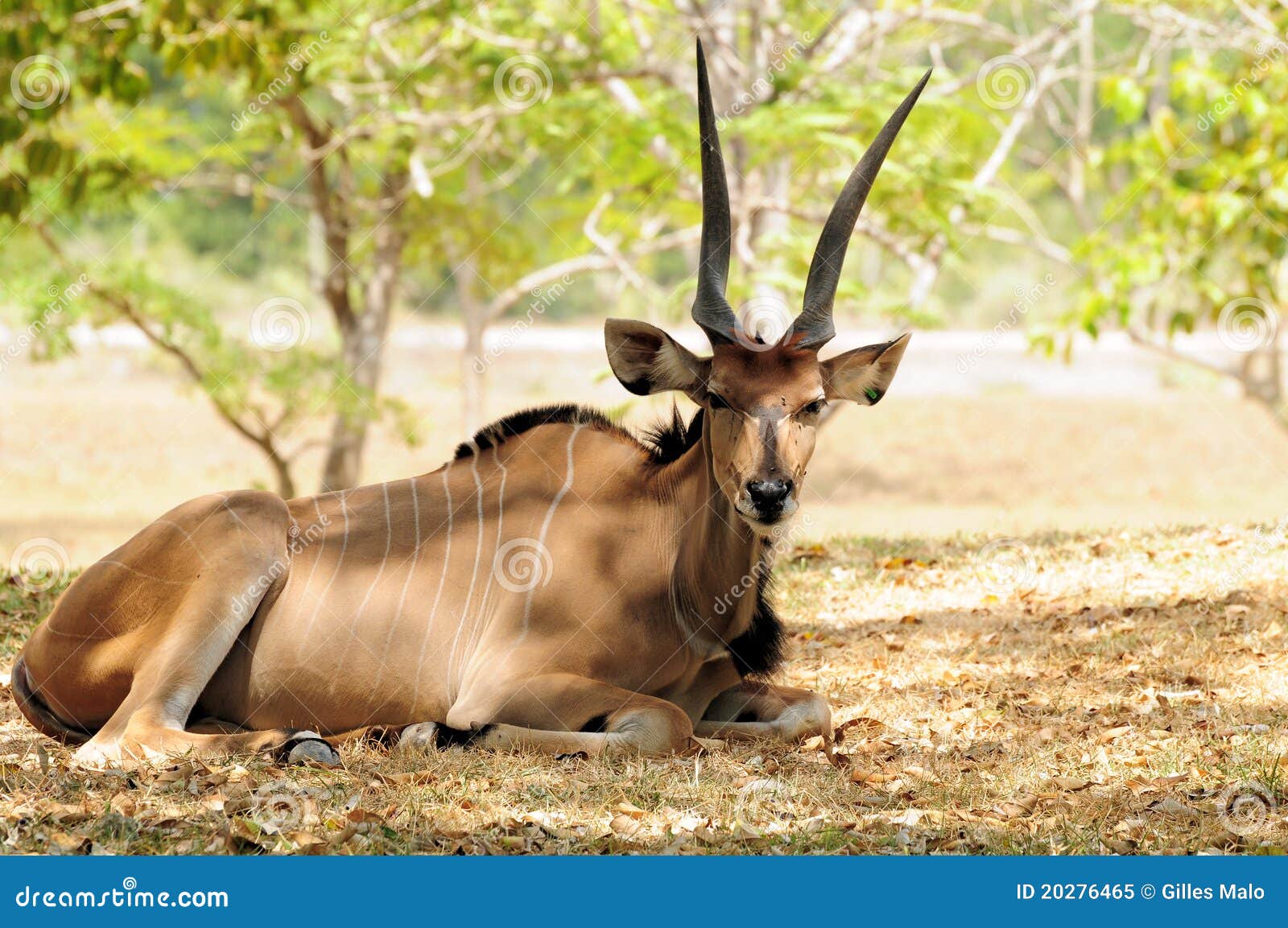 Eland stock image. Image of mammal, gazelles, horn, horns - 20276465