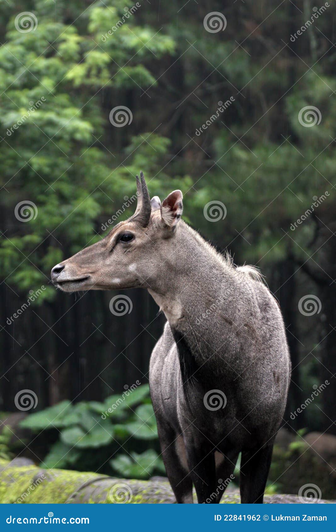 Eland stock photo. Image of animal, taurotrogus, african - 22841962