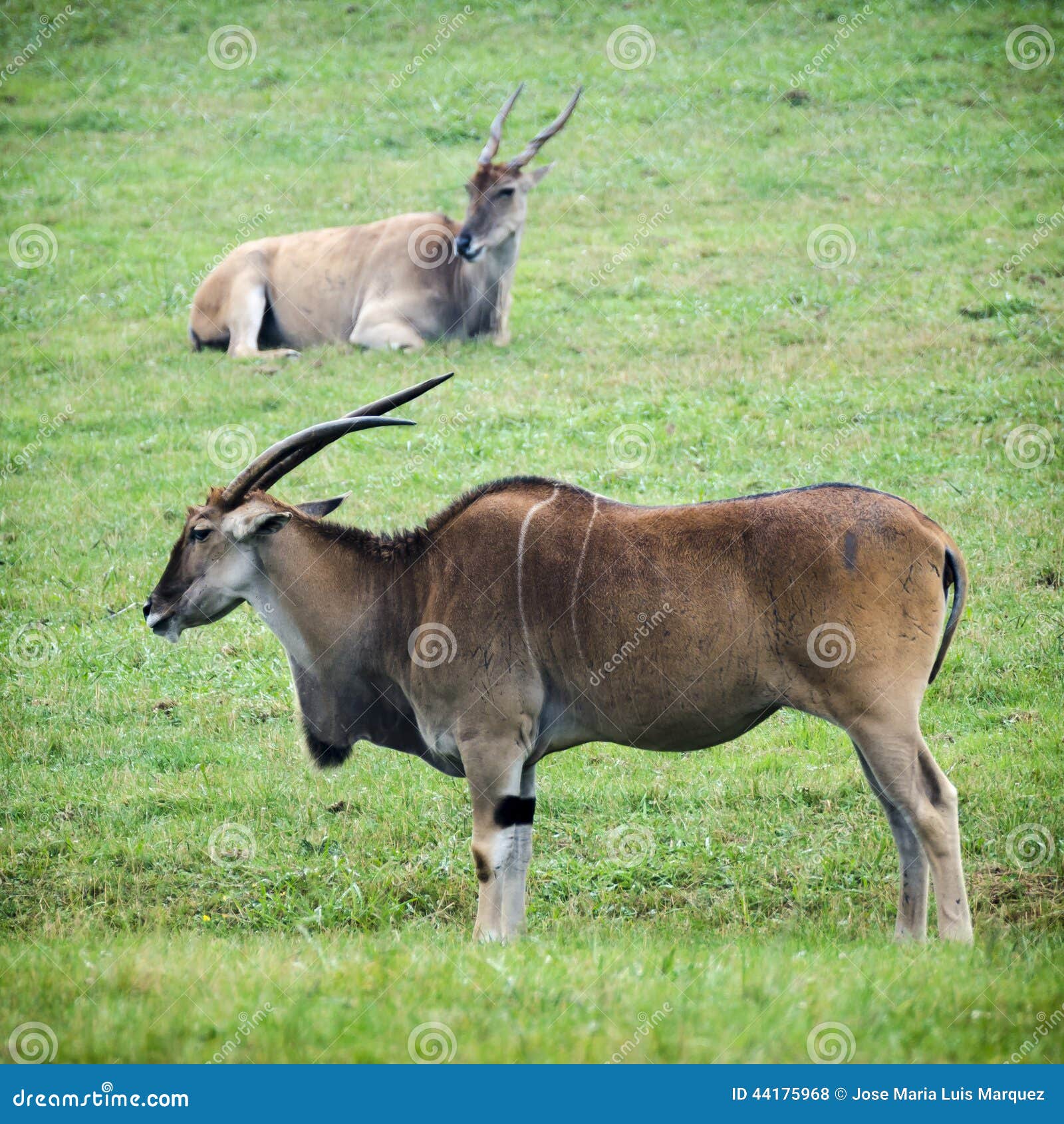 Eland foto de archivo. Imagen de yermo, hermoso, salvaje - 44175968