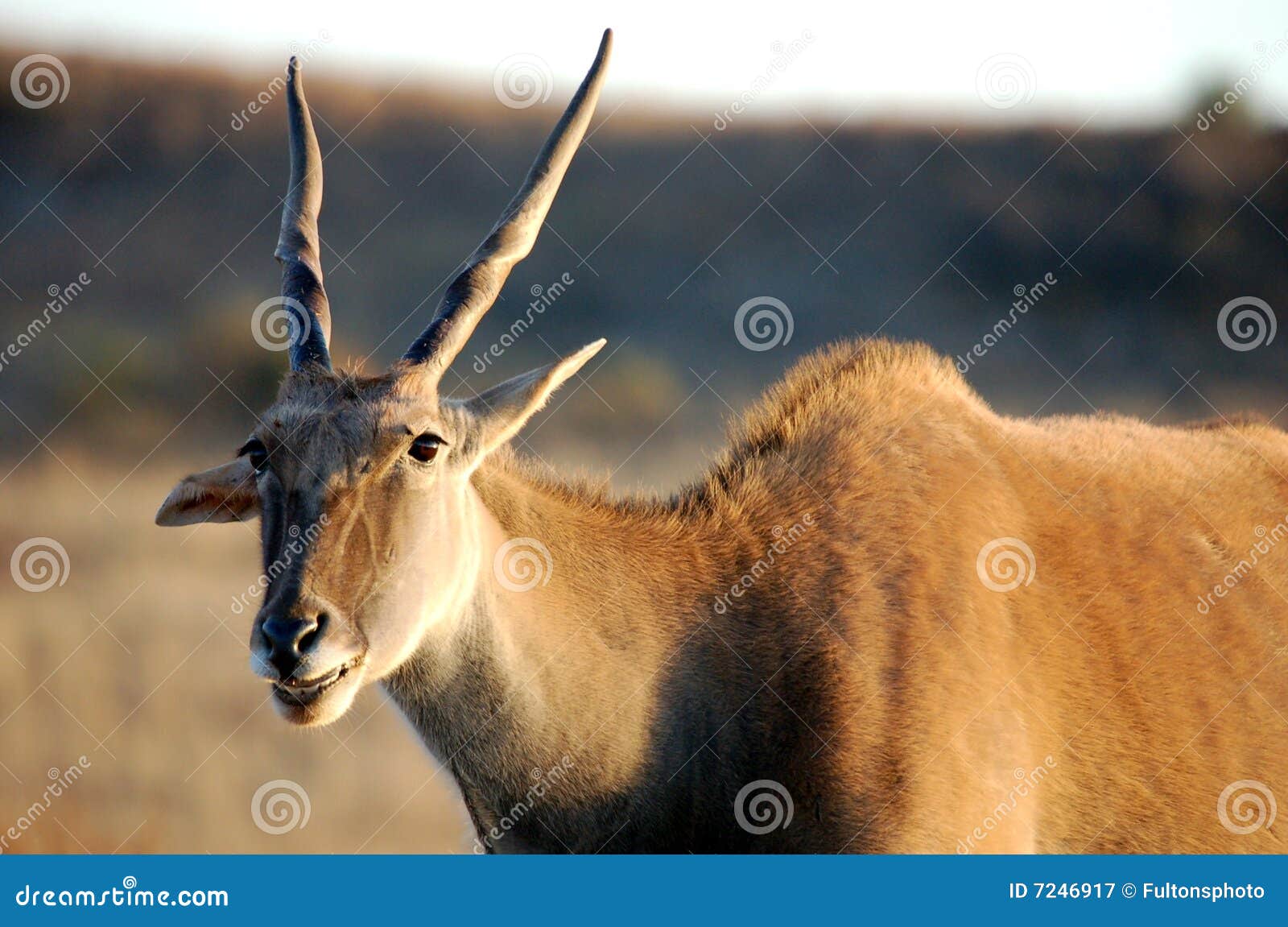 Female Eland Antelope Royalty-Free Stock Photo | CartoonDealer.com ...