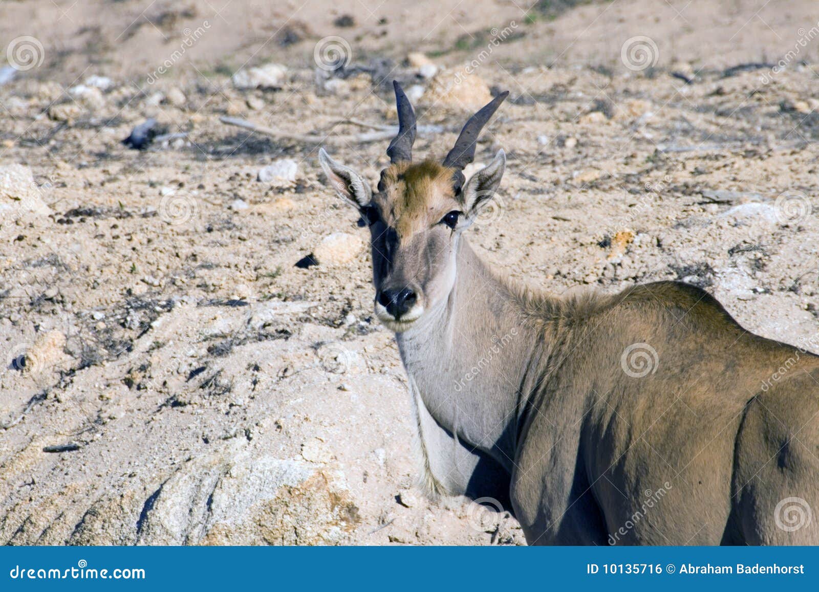 An eland antelope stock photo. Image of largest, south - 10135716