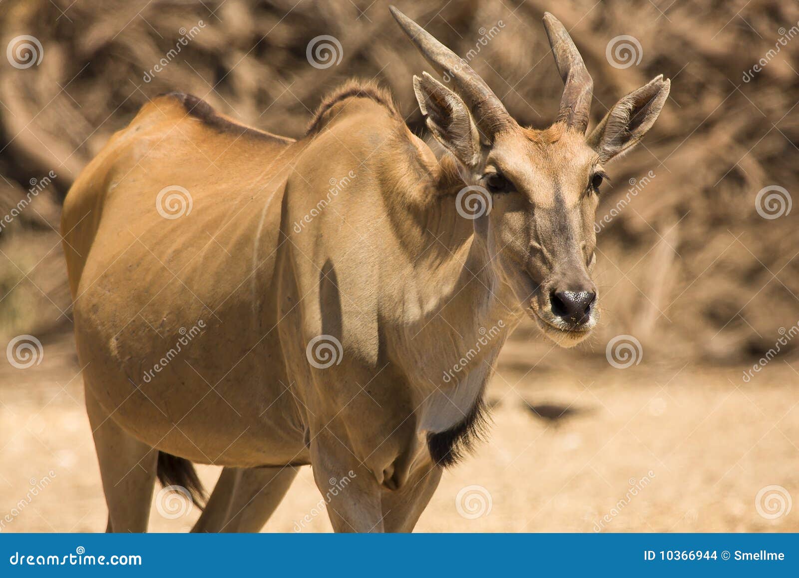 Eland antelope stock photo. Image of savannah, horns - 10366944