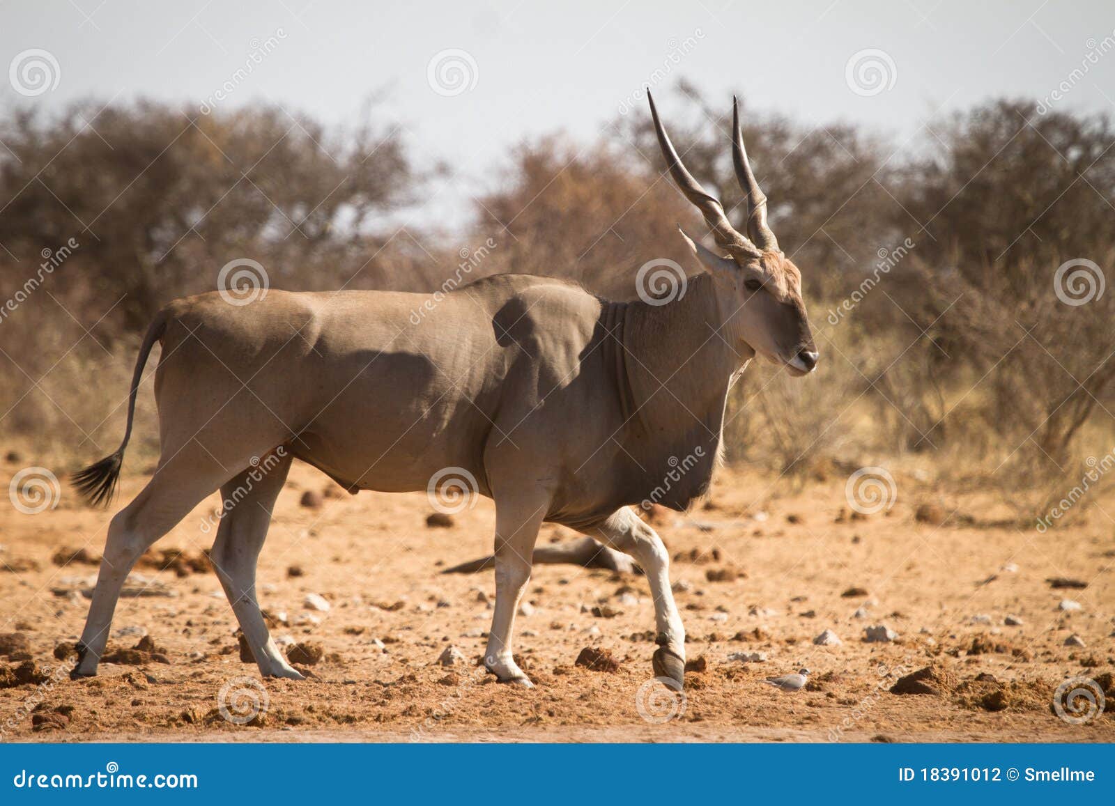Eland Antelope, Nature Reserve And Zoo In The Steppe Royalty-Free Stock ...
