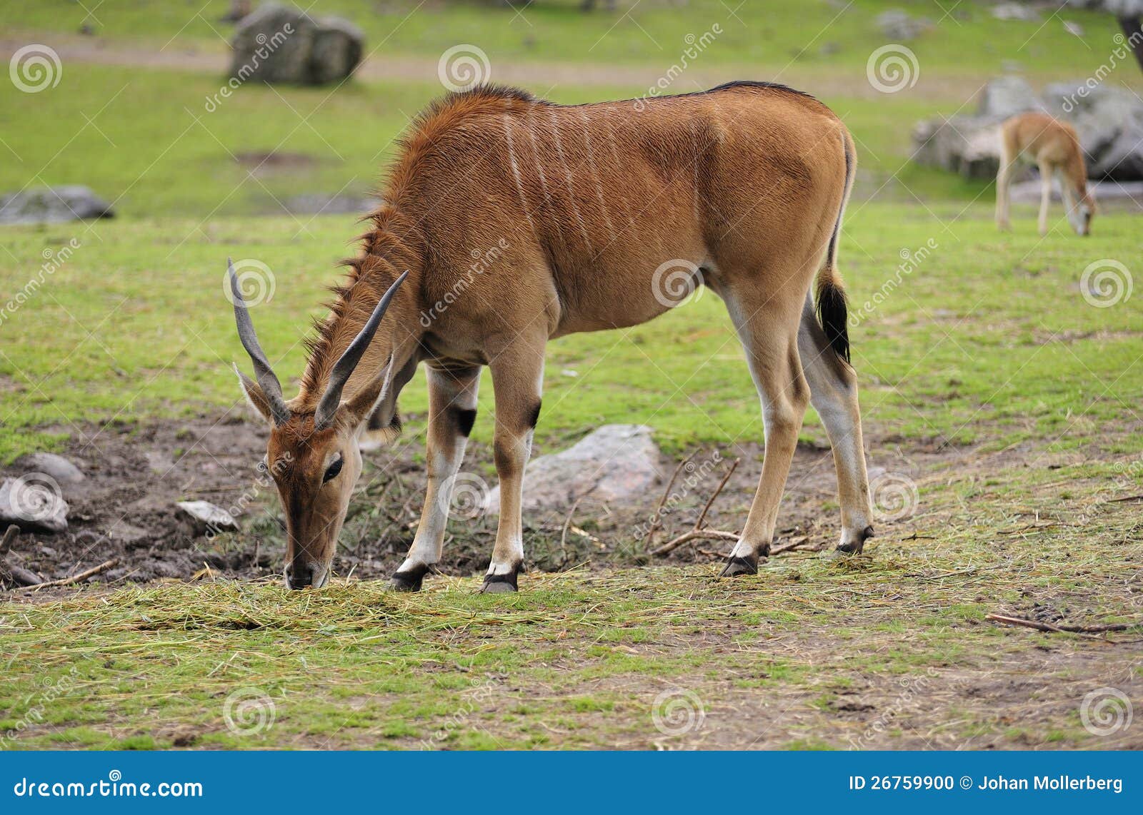 Eland antelope stock photo. Image of wild, outdoors, nature - 26759900