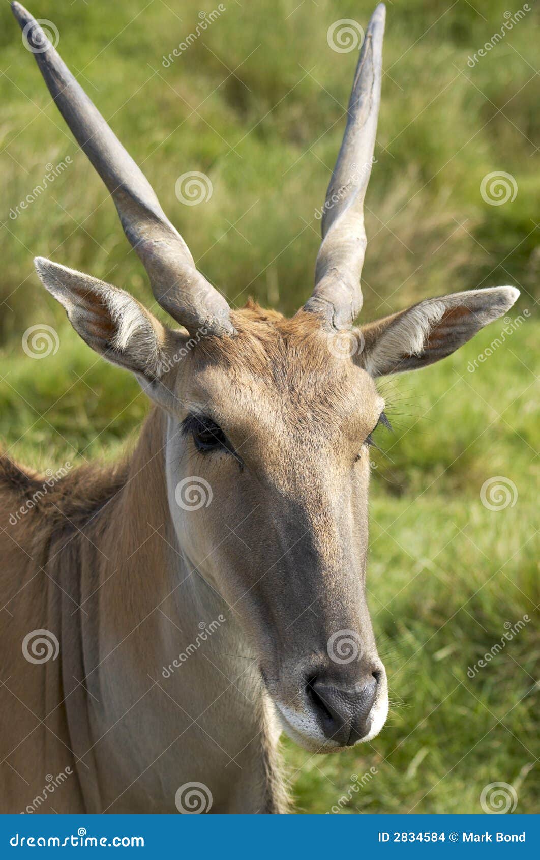 Eland antelope stock photo. Image of hoofed, africa, animals - 2834584