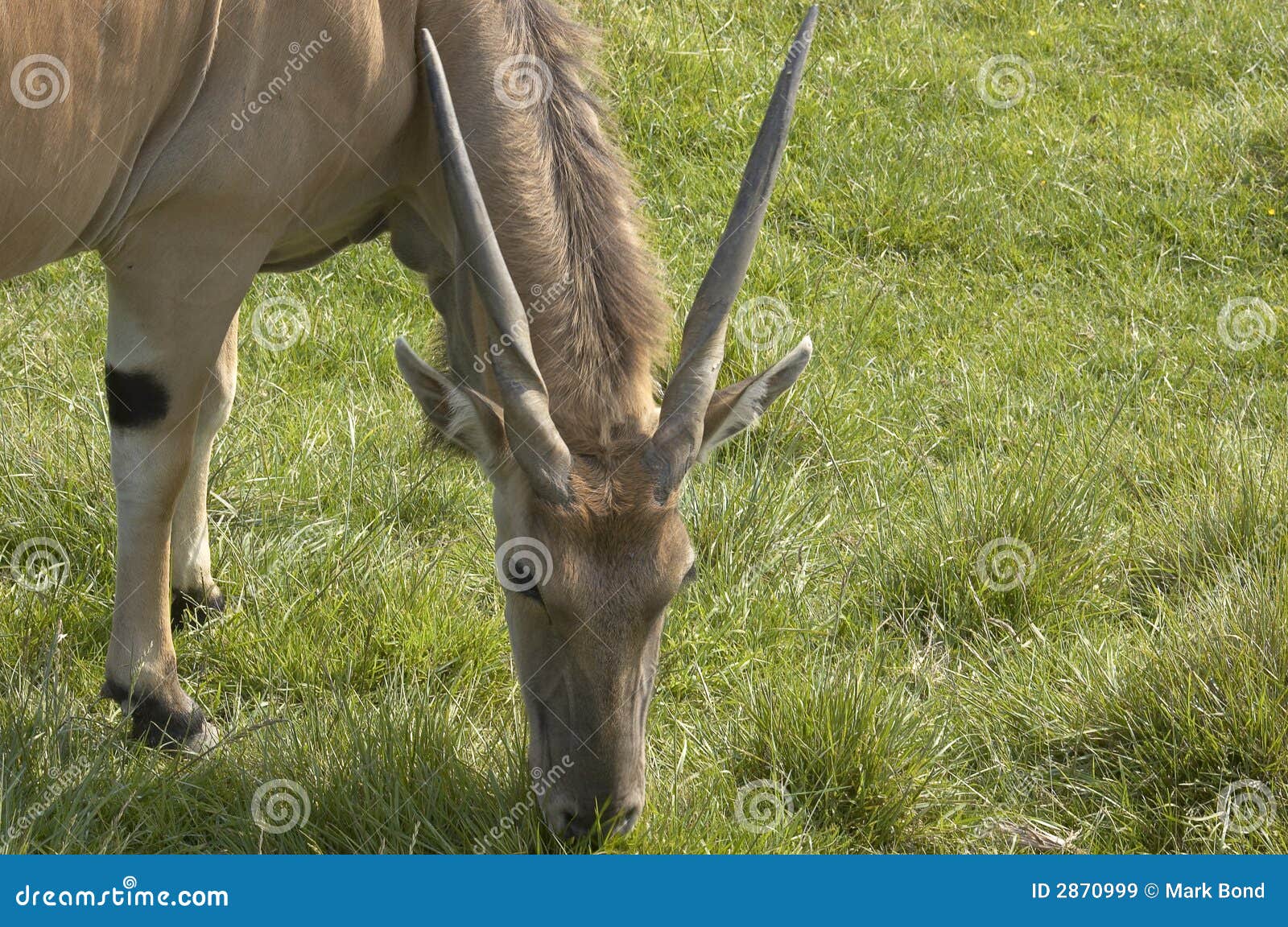 Eland antelope stock image. Image of hoofed, africa, mammal - 2870999