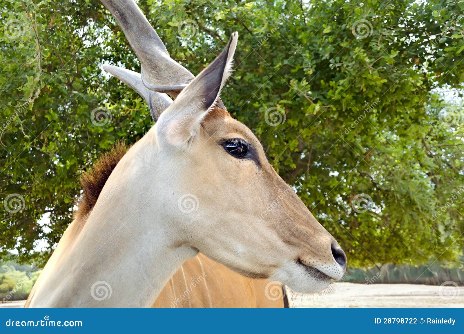 Eland antelope stock photo. Image of portrait, head, eland - 28798722