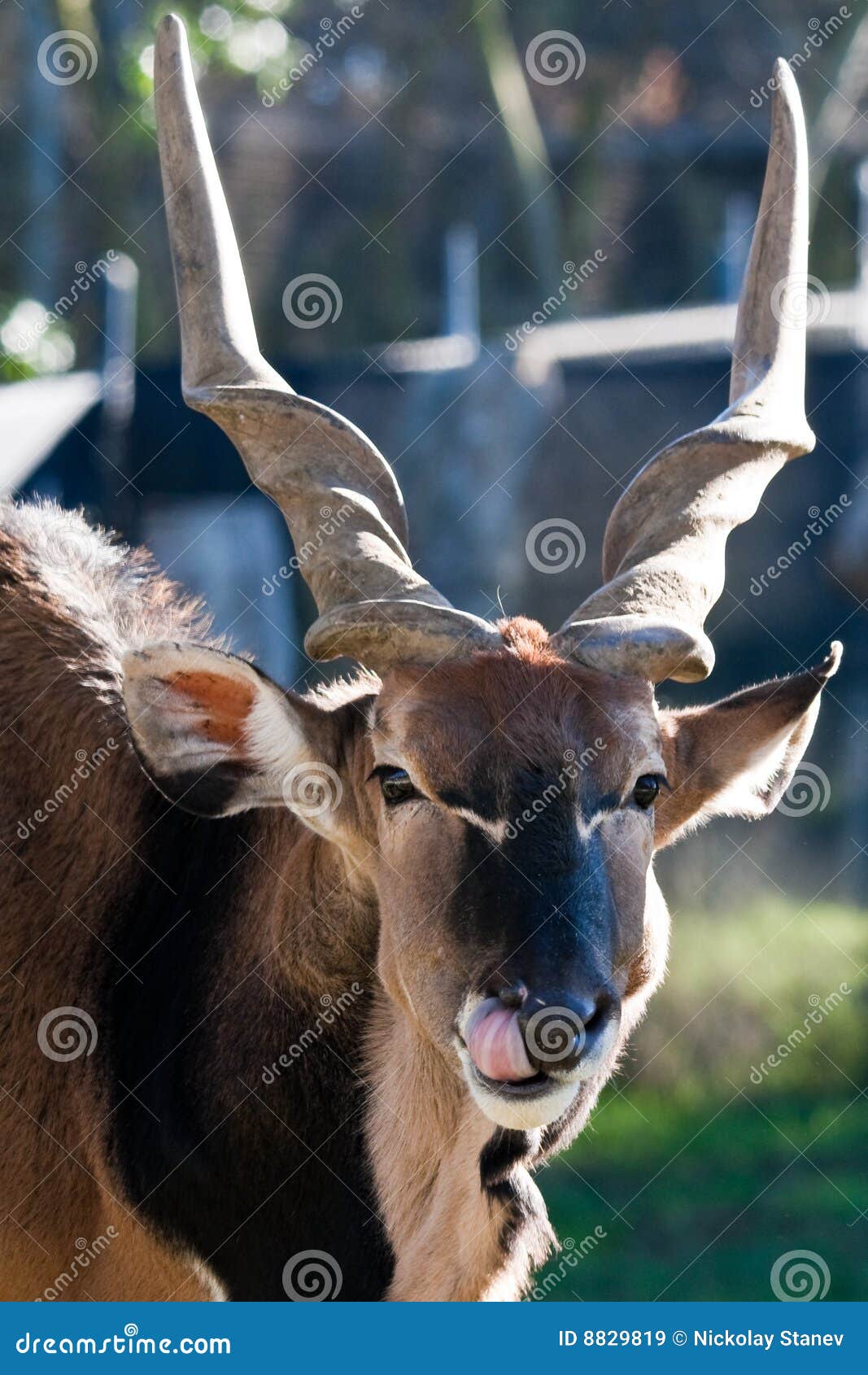 Eland Antelope stock image. Image of park, nose, africa - 8829819