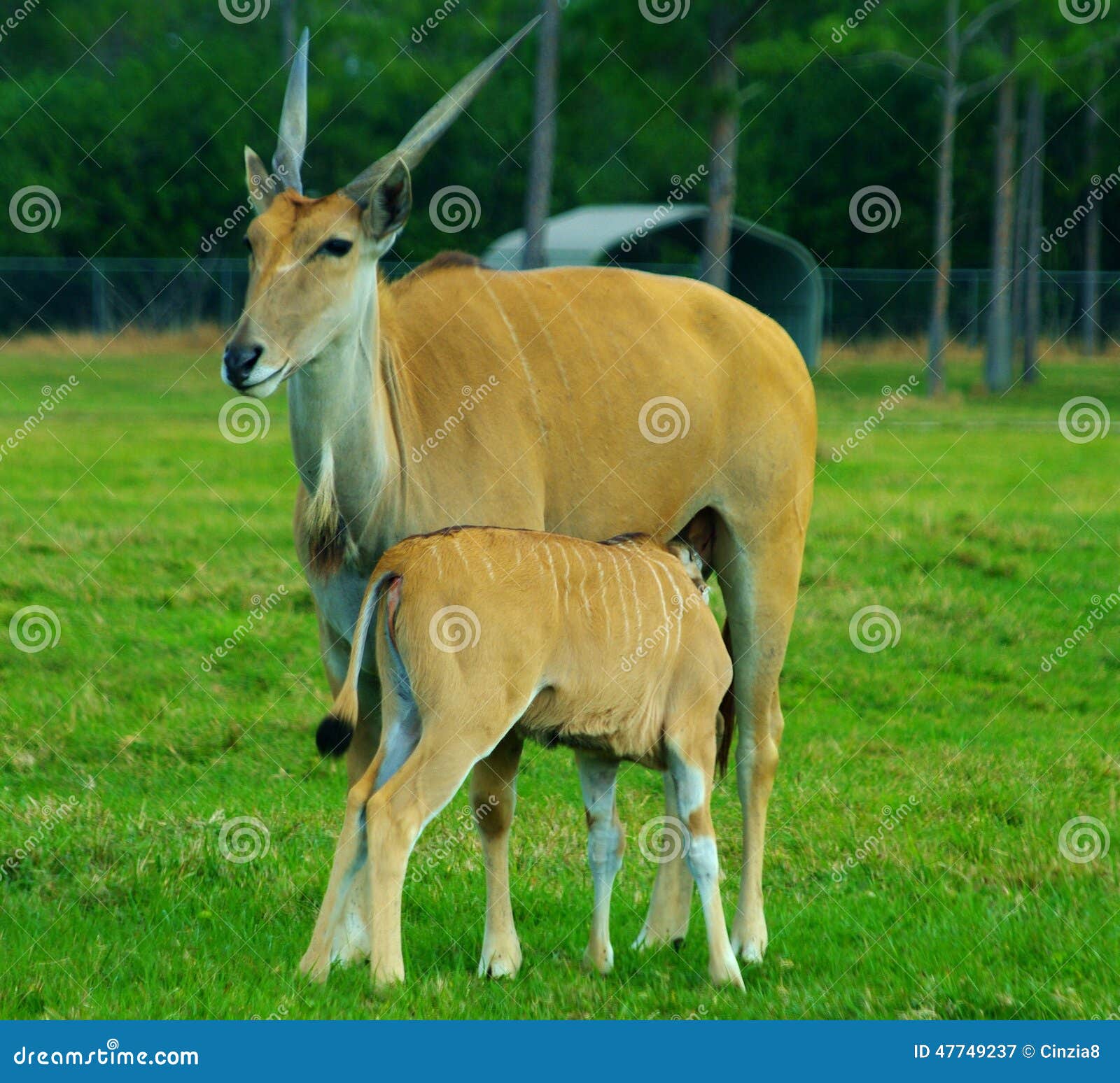 Eland antelope stock image. Image of milk, antelope, eland - 47749237