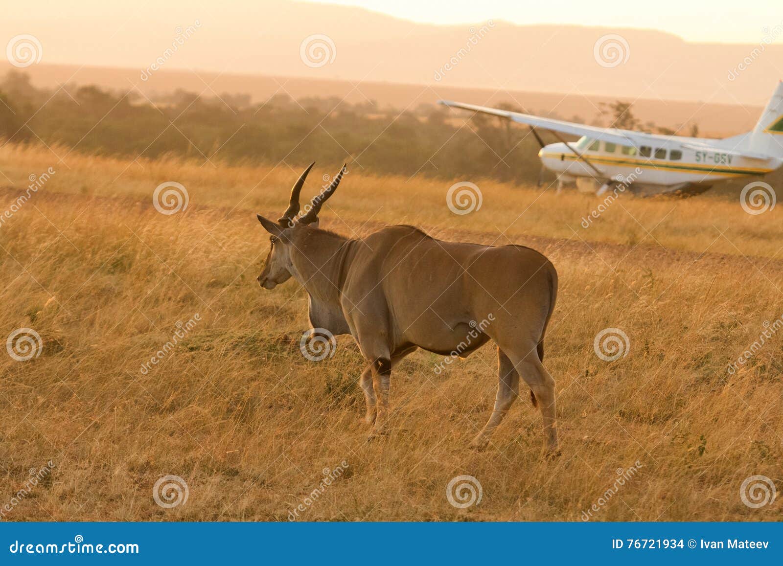 Eland antelope, Masai Mara stock photo. Image of travel - 76721934