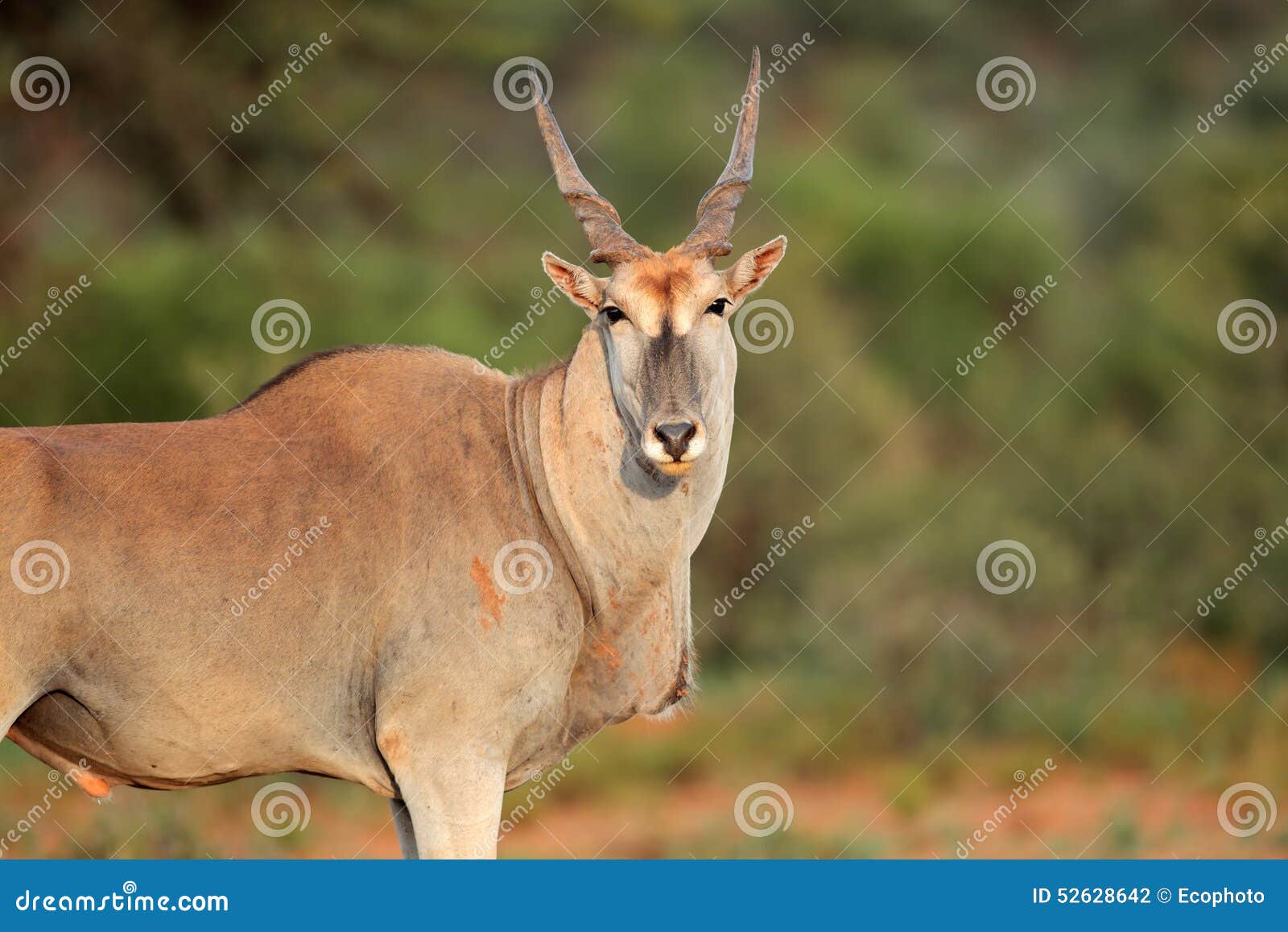 Eland antilop arkivfoto. Bild av natur, safari, hornsklubb - 52628642