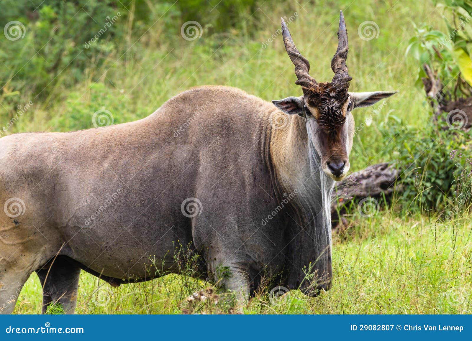 Eland Bull