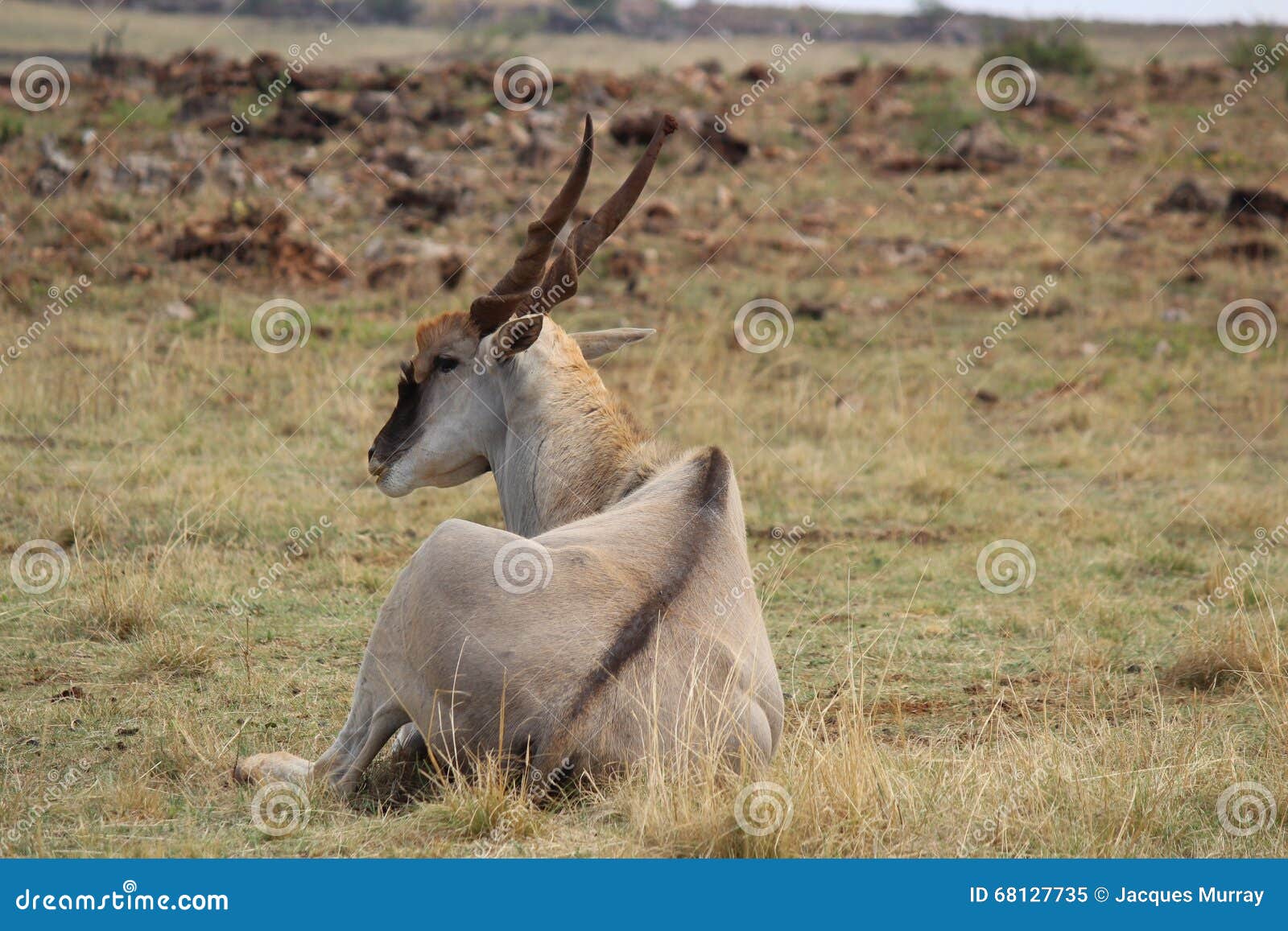 Eland Bull Laying on Ground Stock Image - Image of rest, bull: 68127735