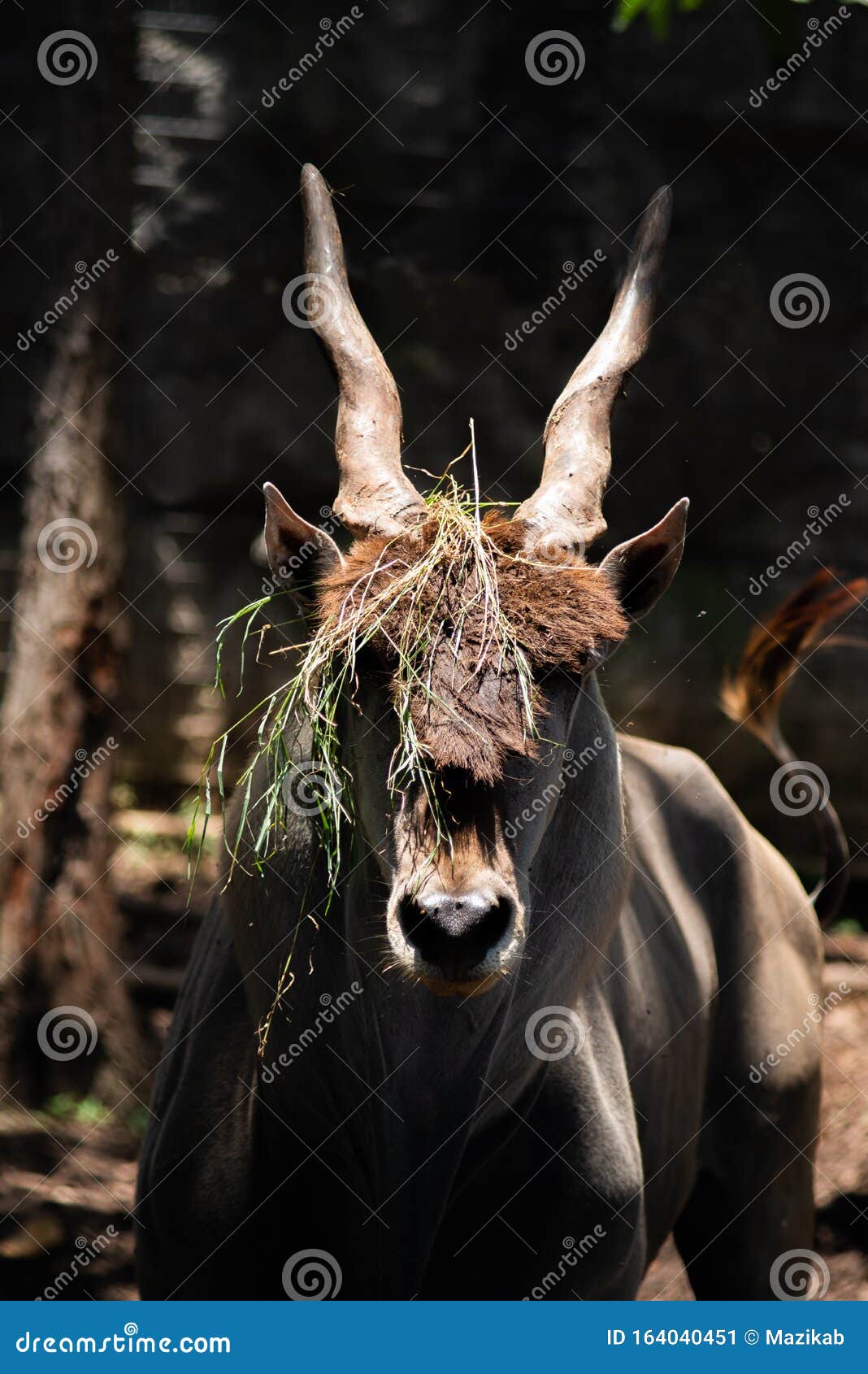 Eland stock image. Image of fauna, horn, nature, cape - 164040451