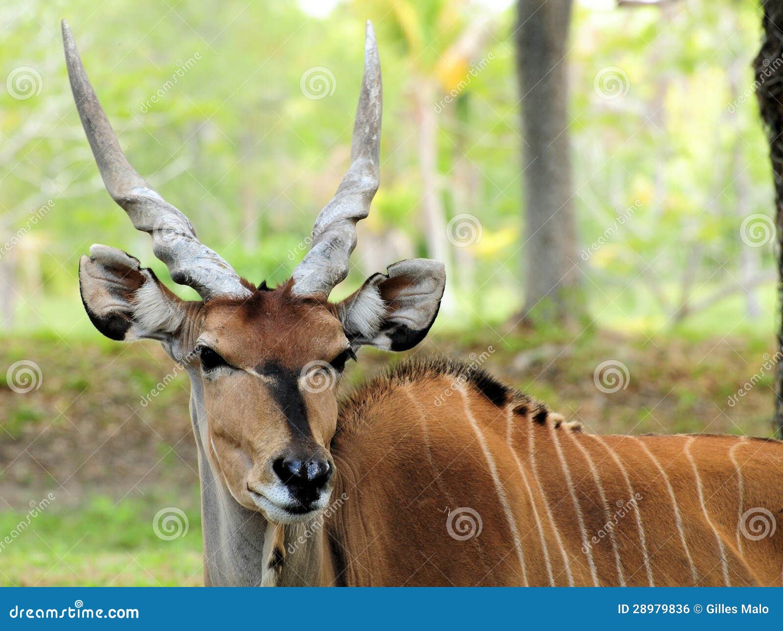 Eland gigante foto de archivo. Imagen de supervivencia - 28979836