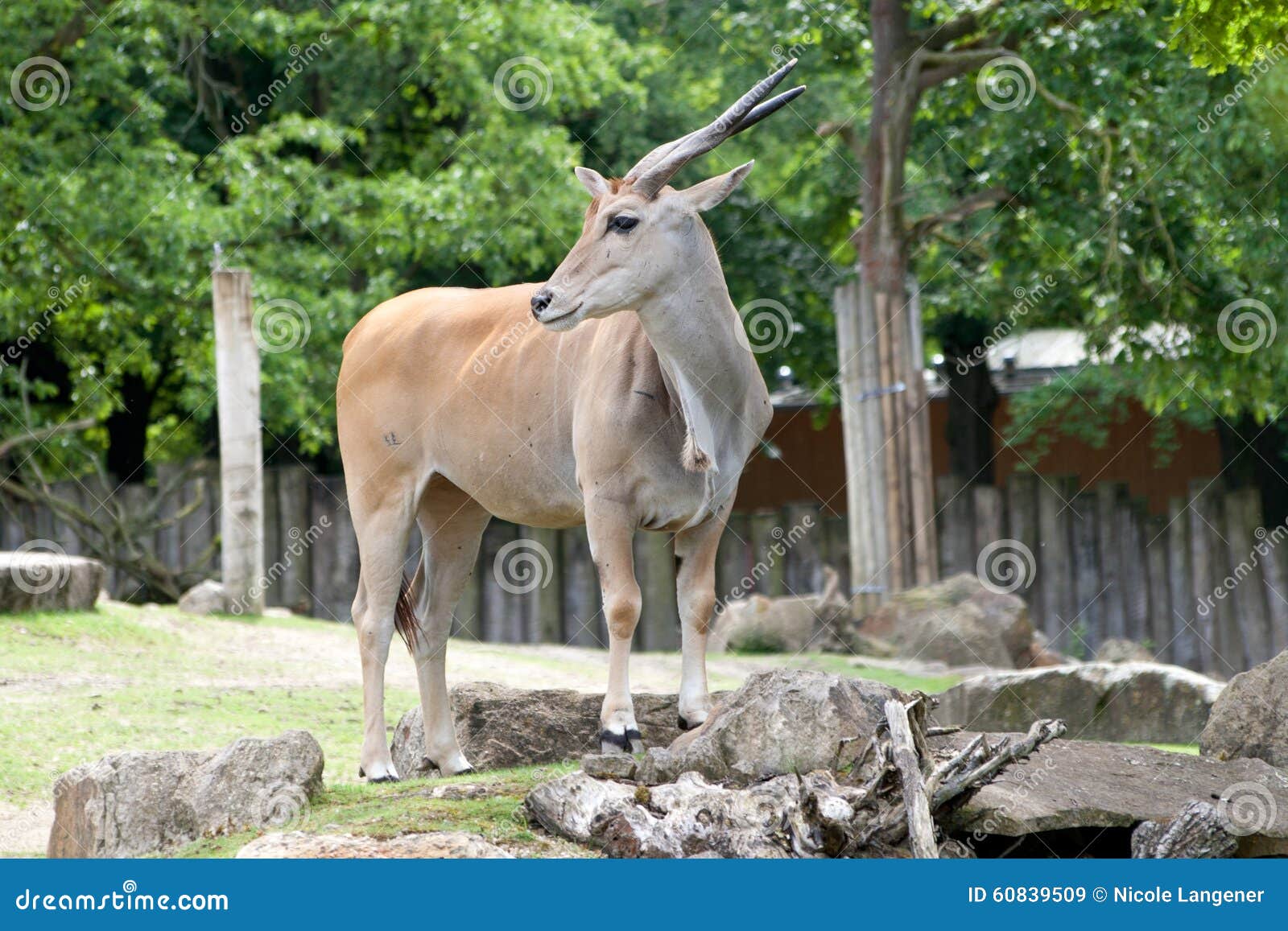 Eland stock image. Image of hoof, antelope, animal, foal - 60839509