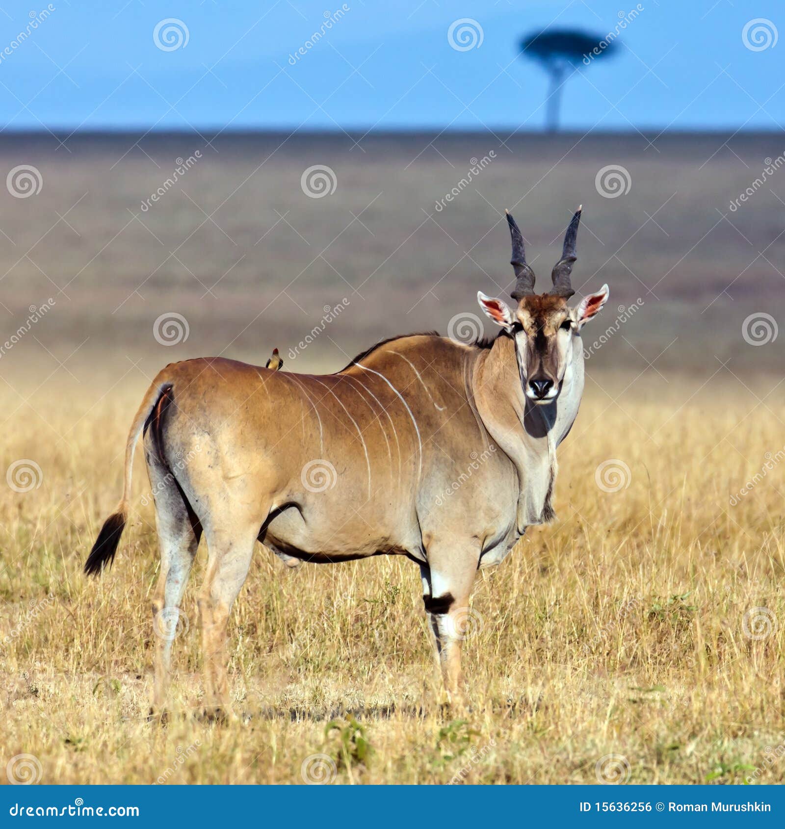 Eland - La Plus Grande Antilope En Afrique Photo stock - Image du temps ...