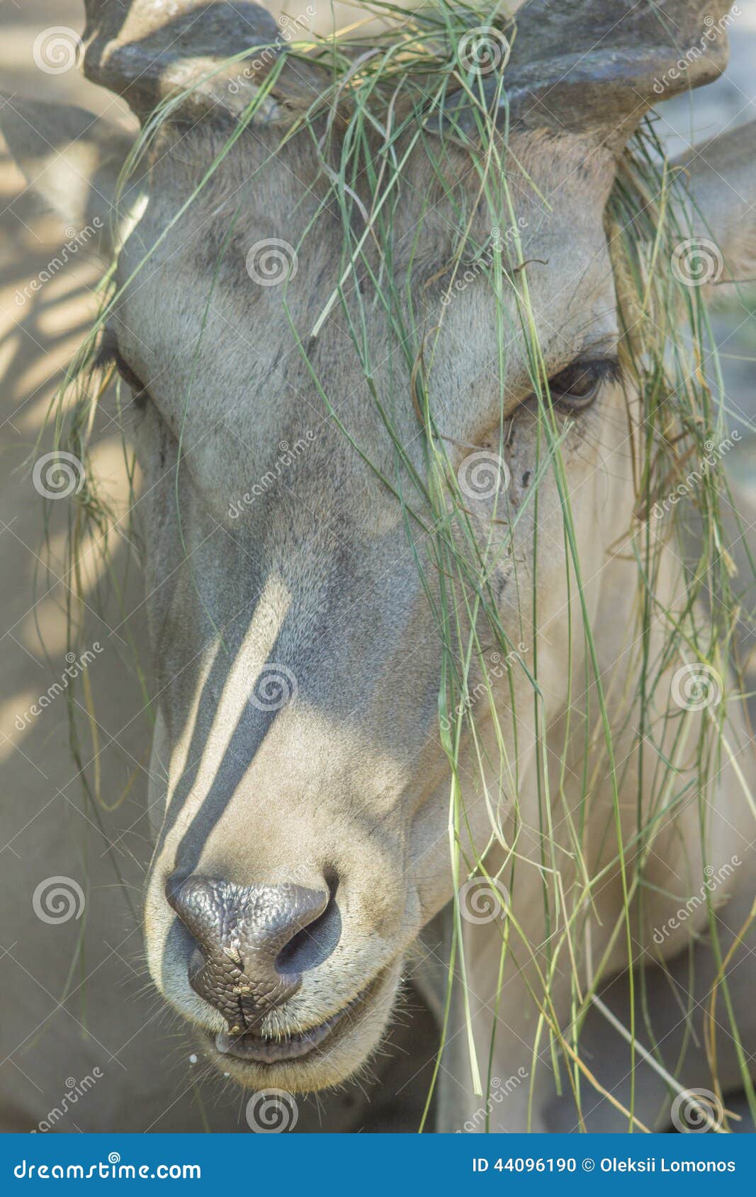 Eland steppe stock photo. Image of walk, horn, hoof, steppe - 44096190