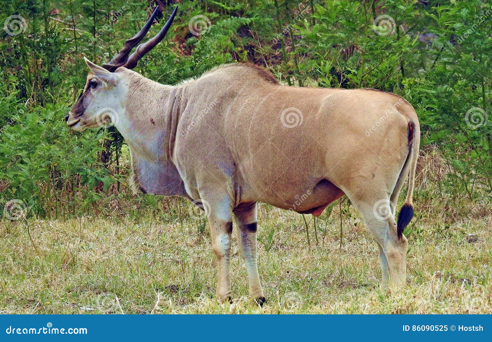 Elandantilopeantilope - Grootste Antilope Stock Afbeelding - Image of ...