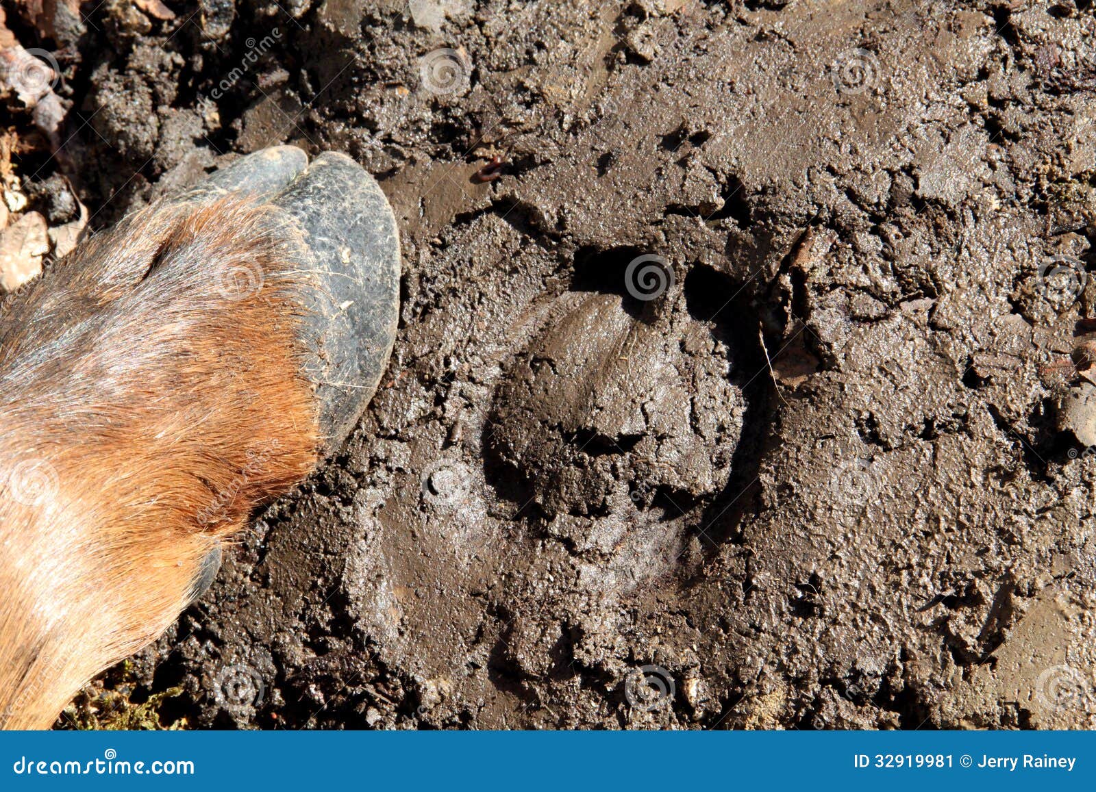 Elandenspoor En Hoef in De Modder Stock Afbeelding - Image of dauw ...