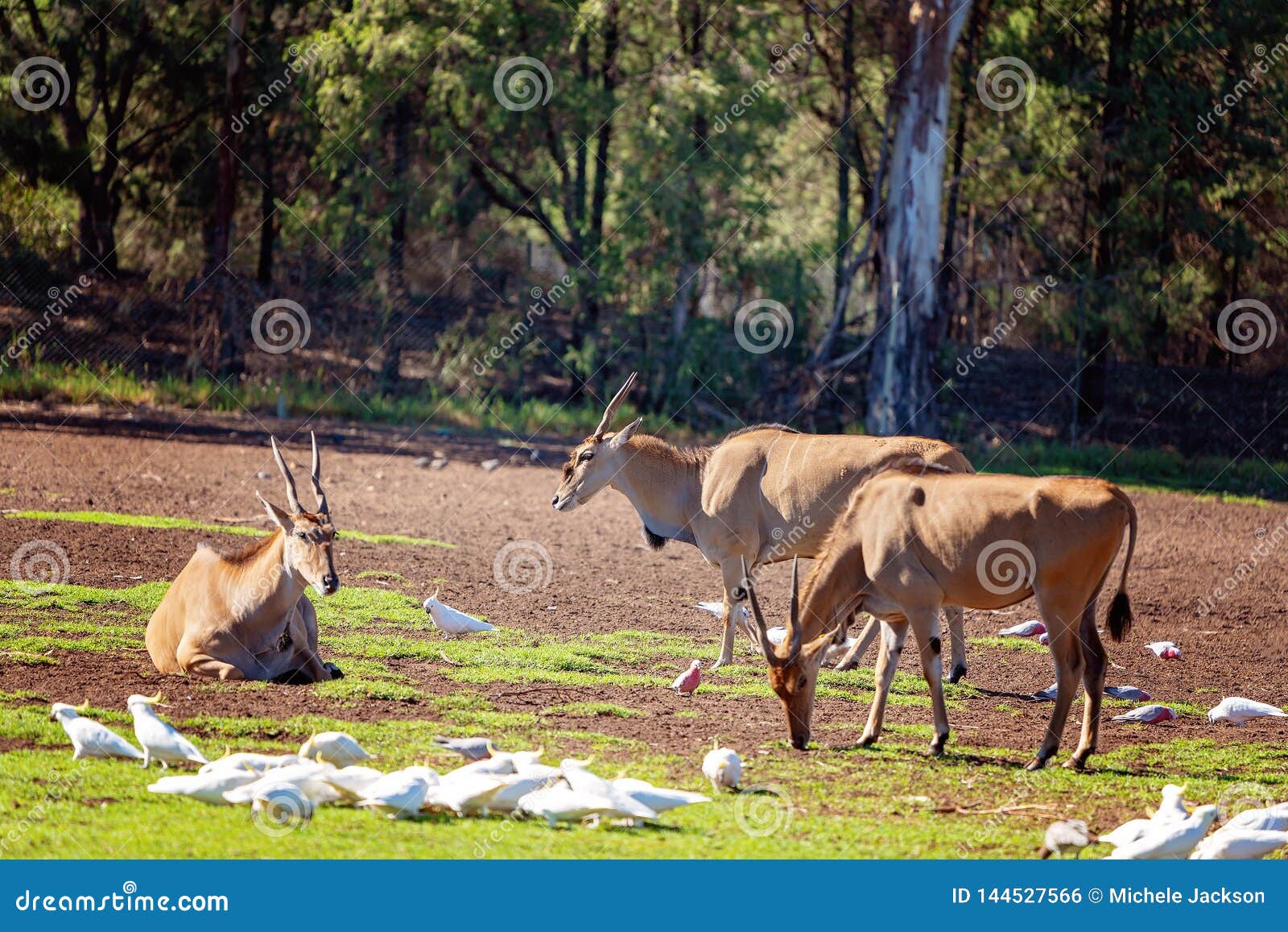 Elands Grazing with Birds stock photo. Image of birds - 144527566