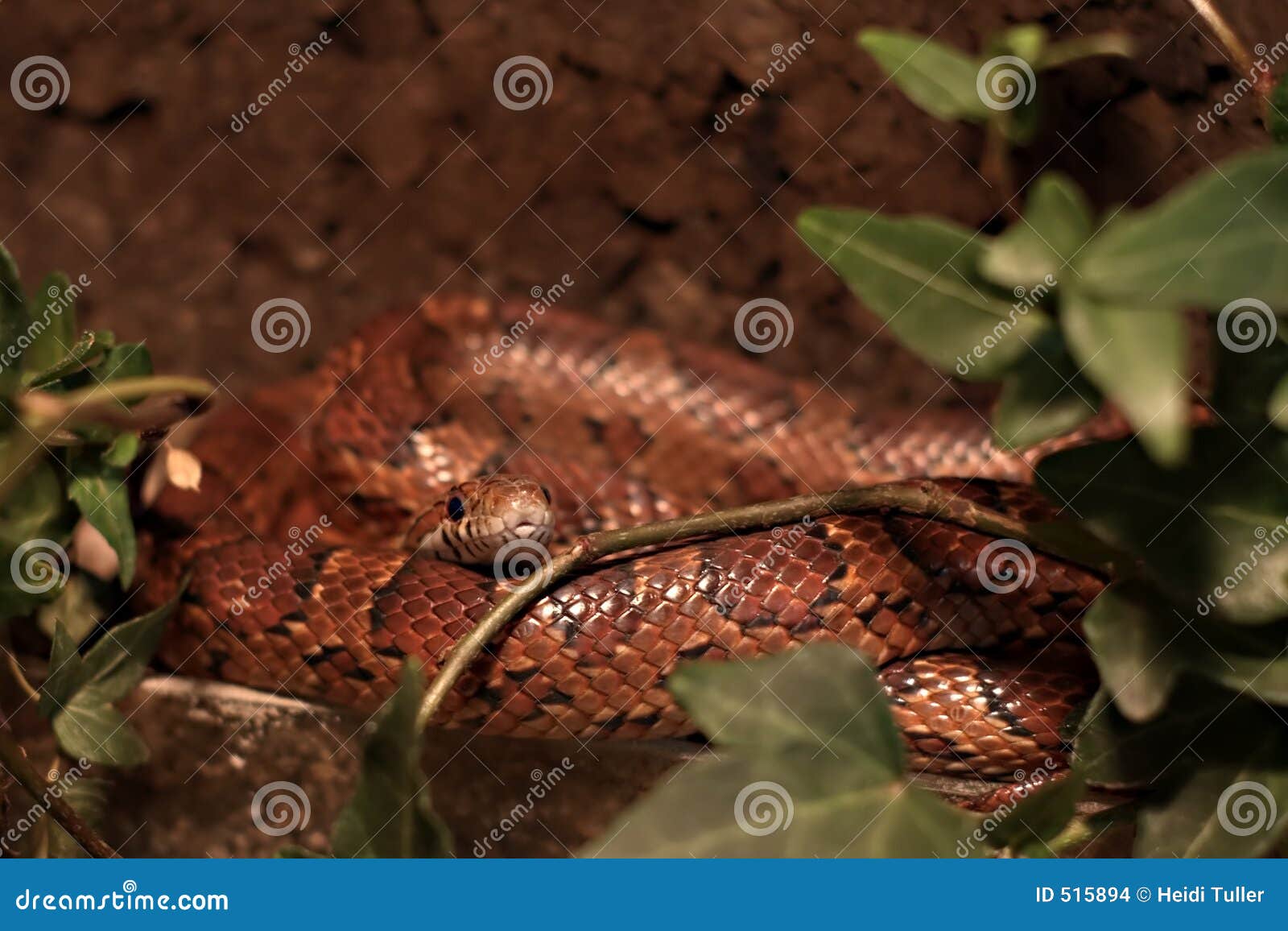 Elaphe Guttata (Guttata) Stock Photography | CartoonDealer.com #515894