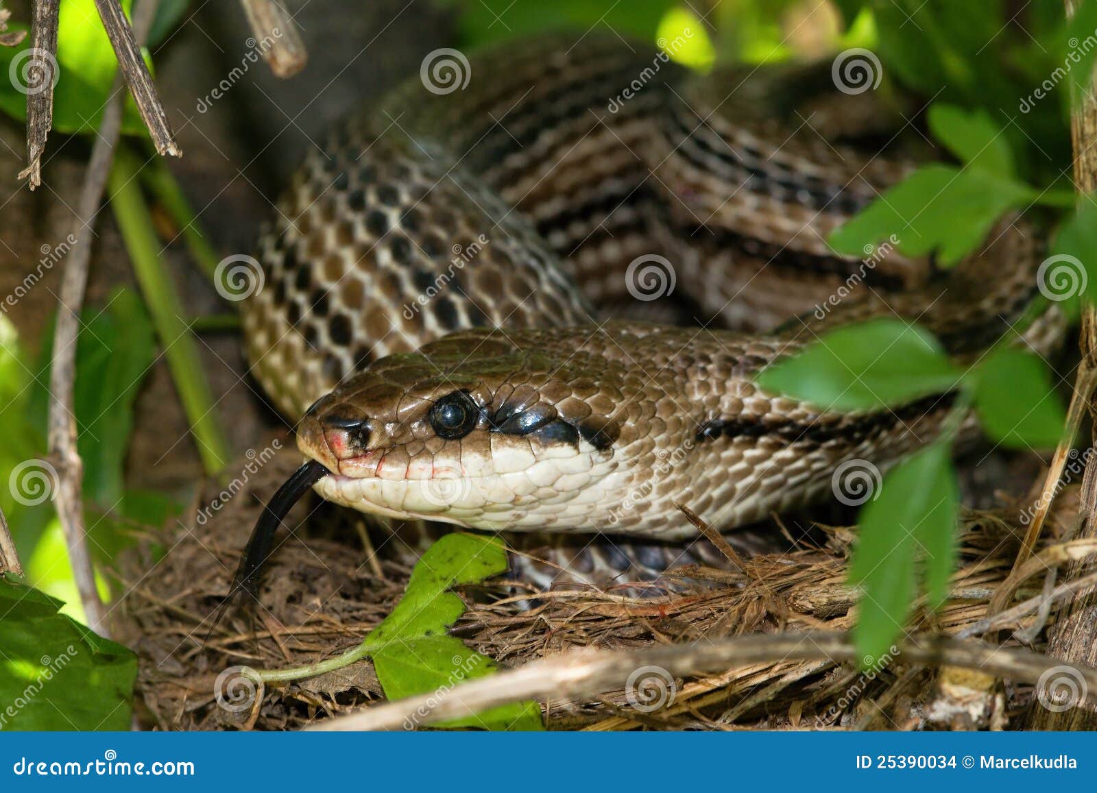 Elaphe quatuorlineata stock photo. Image of animal, kravosas - 25390034