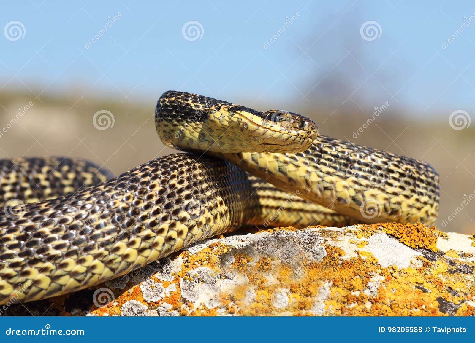 Elaphe Sauromates Ready To Strike Stock Photo - Image of nature ...