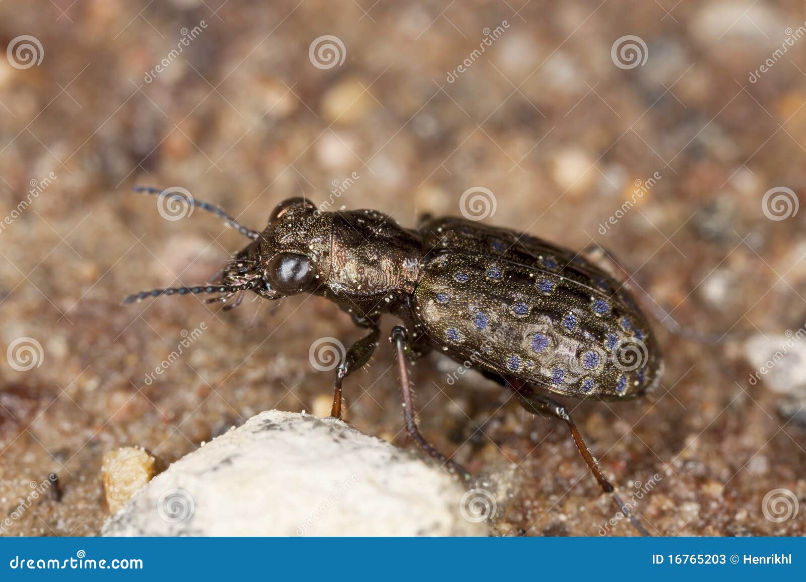 Elaphrus riparius stock image. Image of detail, carabid - 16765203