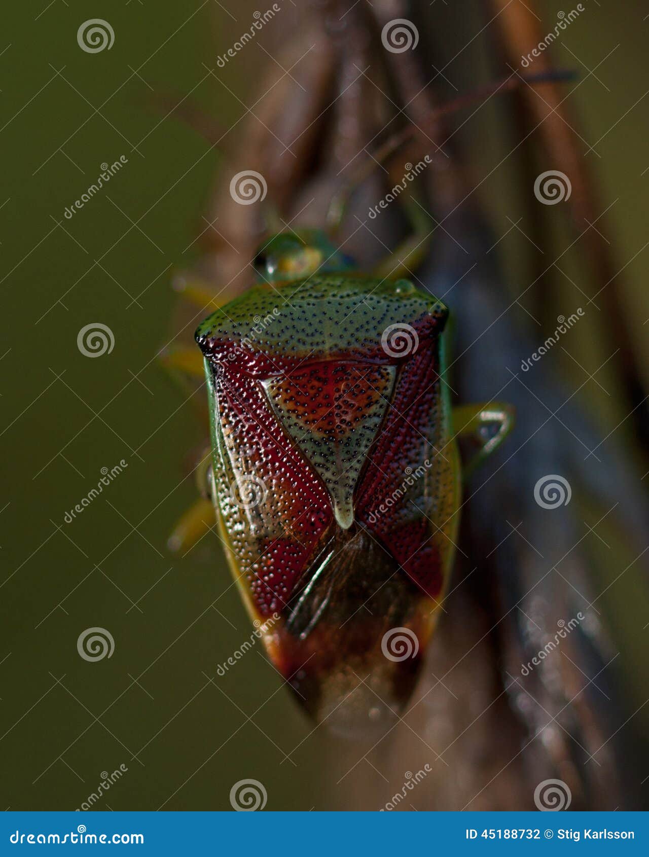 Elasmostethus Interstinctus Stock Photo - Image of brown, grass: 45188732