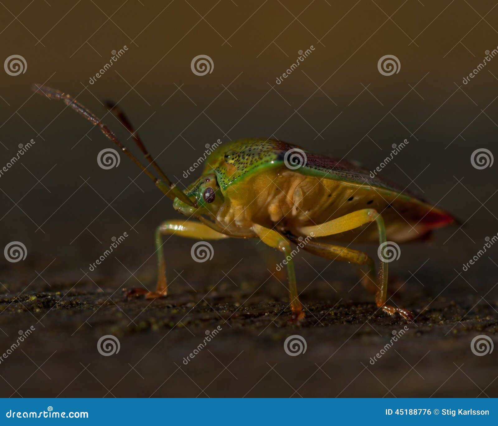 Elasmostethus Interstinctus Stock Photo - Image of closeup, animal ...