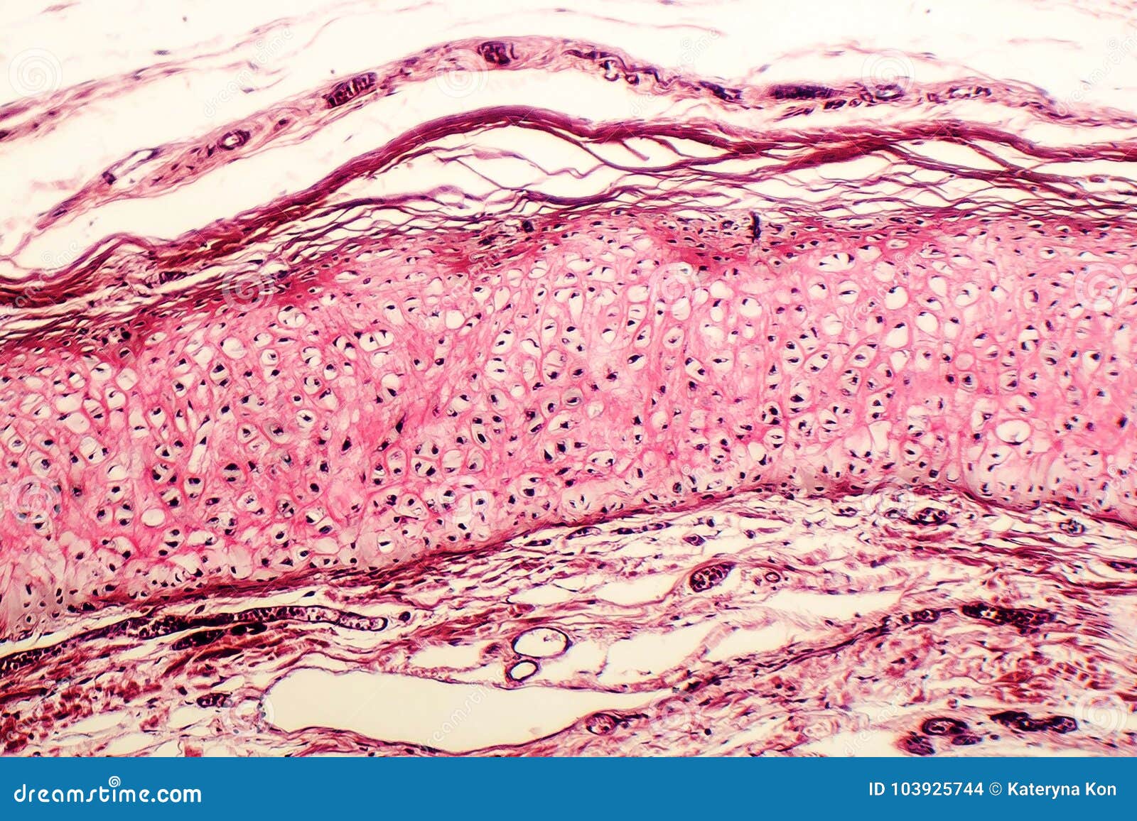 Elastic Cartilage Tissue