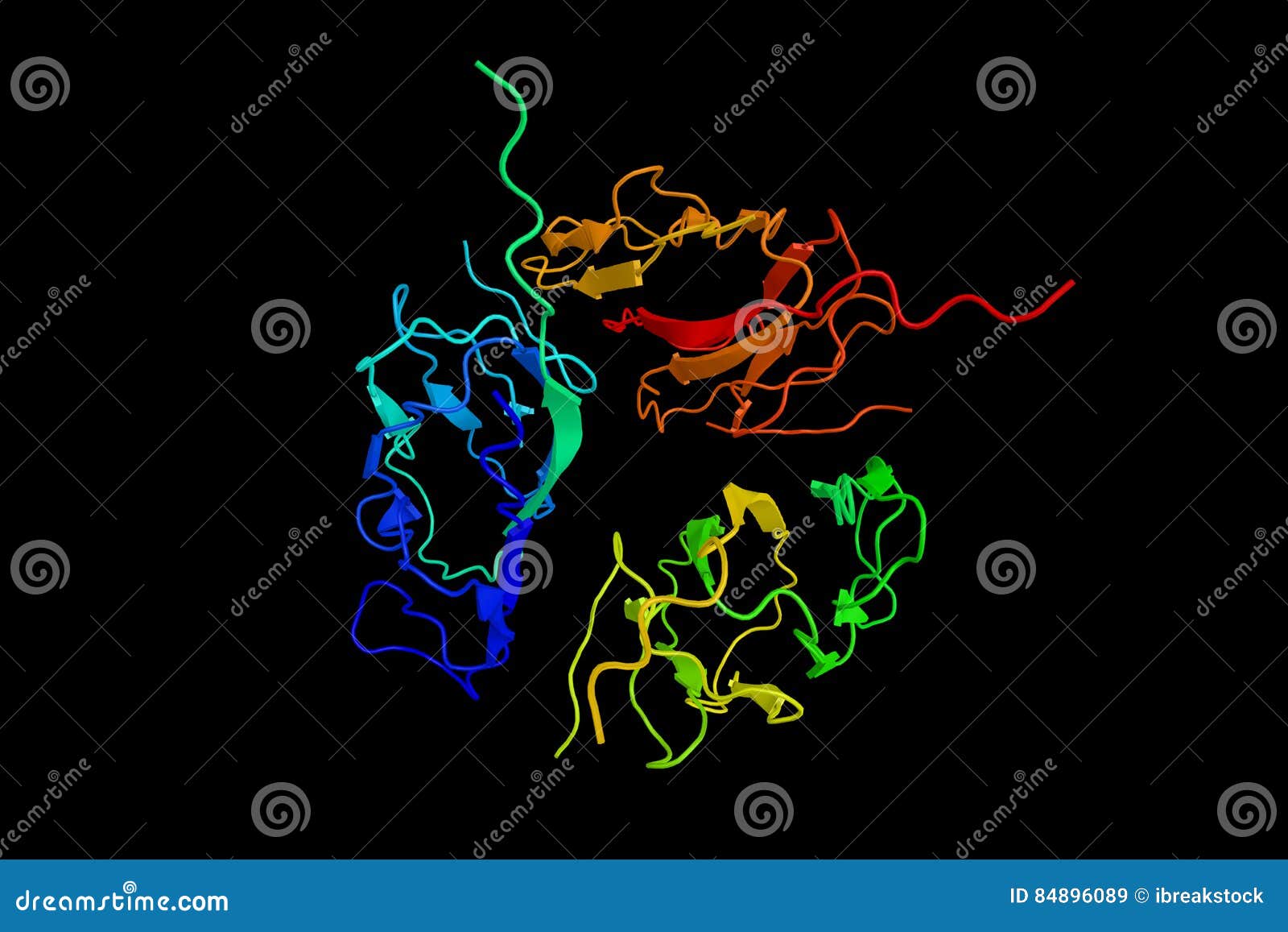 Elastin Microfibril Interfacer 1, a Protein that in Humans Stock ...